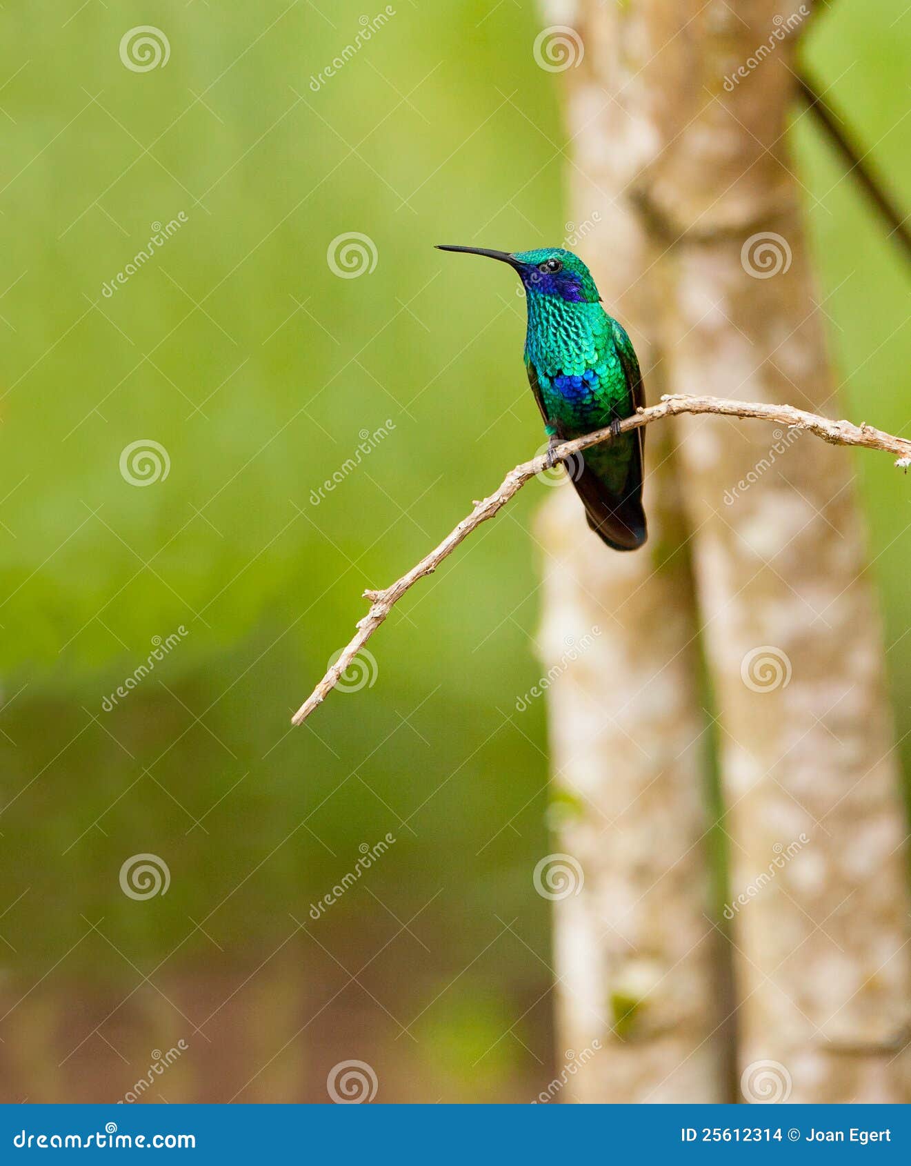 Sparkling Violetear Hummingbird Stock Photo - Image of creatures ...