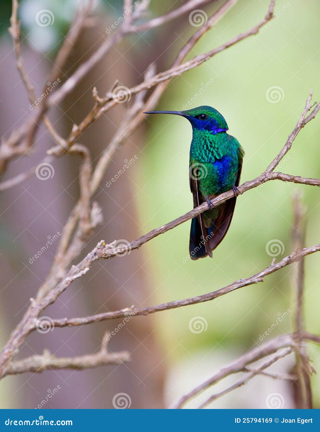 Sparkling Violetear Hummingbird Stock Image - Image of colors ...