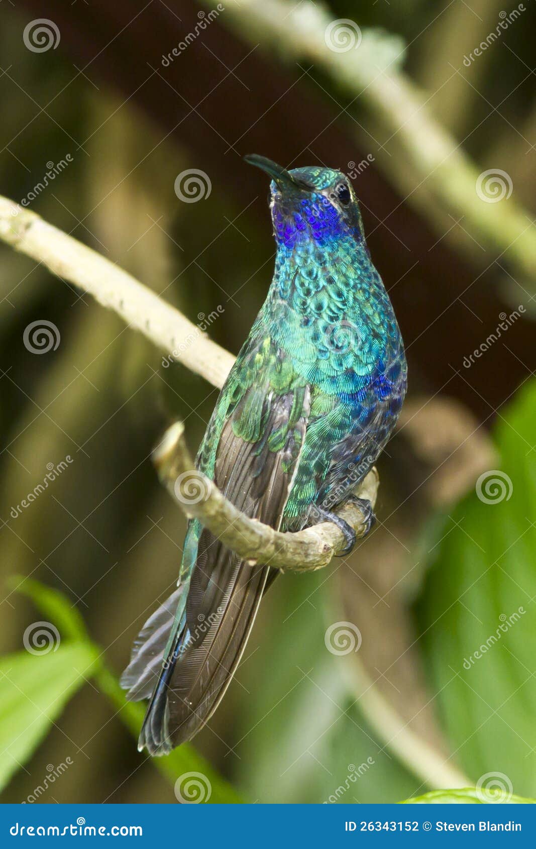 Sparkling Violetear Hummingbird Stock Photo - Image of nature, cloud ...