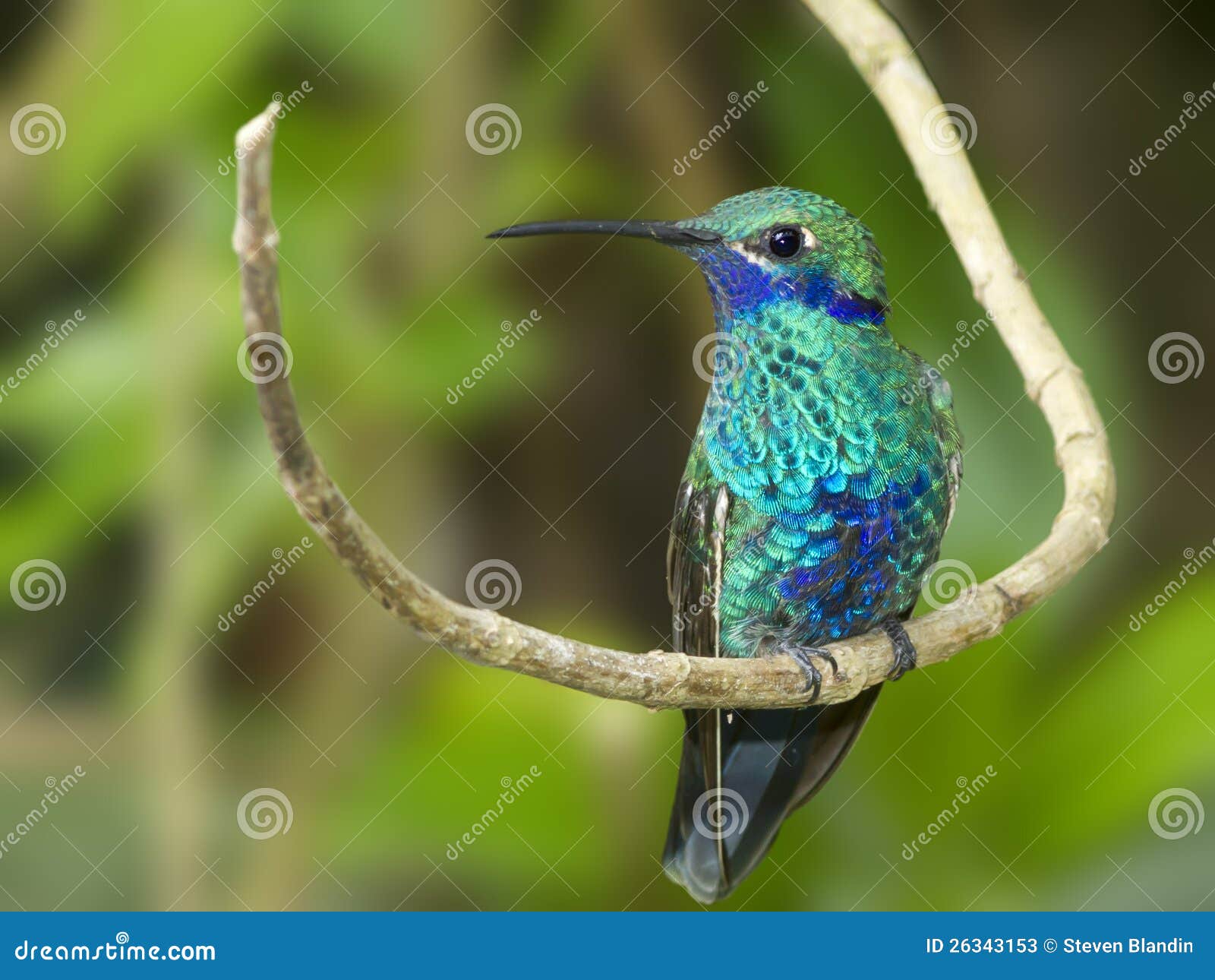 Sparkling Violetear Hummingbird Stock Image - Image of nature ...