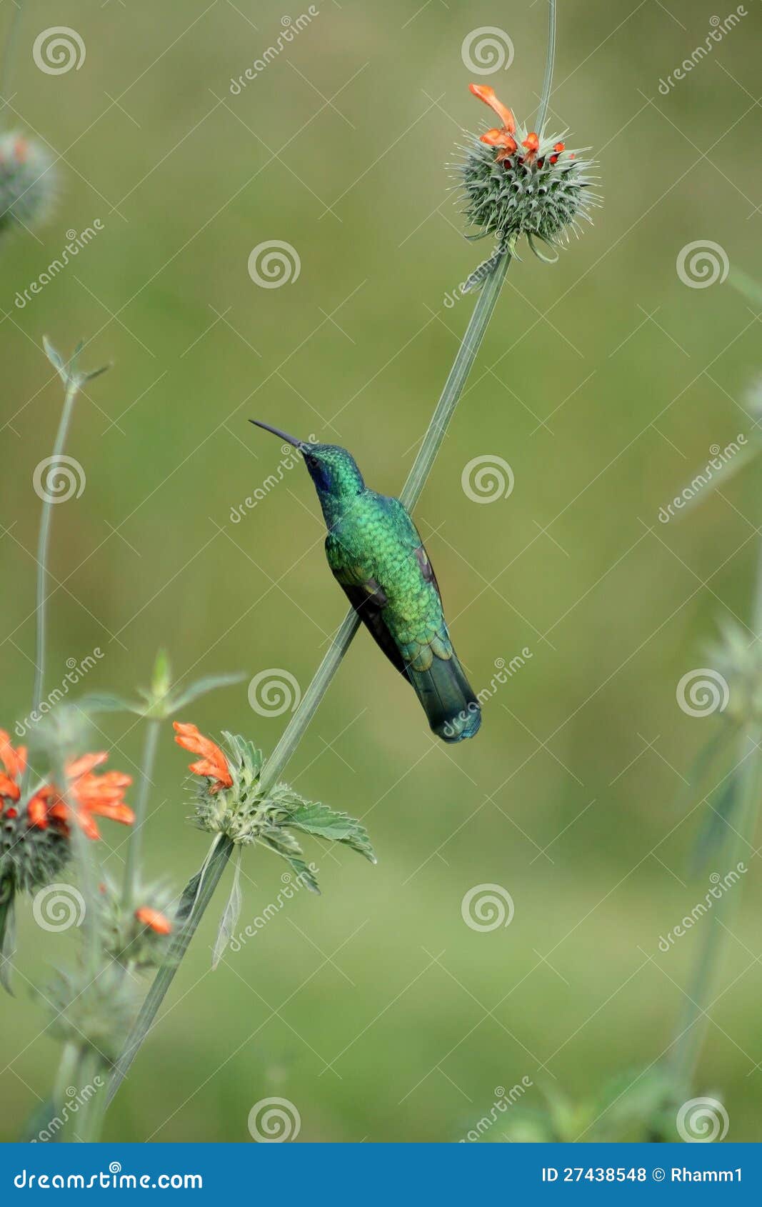Sparkling Violetear Hummingbird on a Bush Stock Photo - Image of violet ...