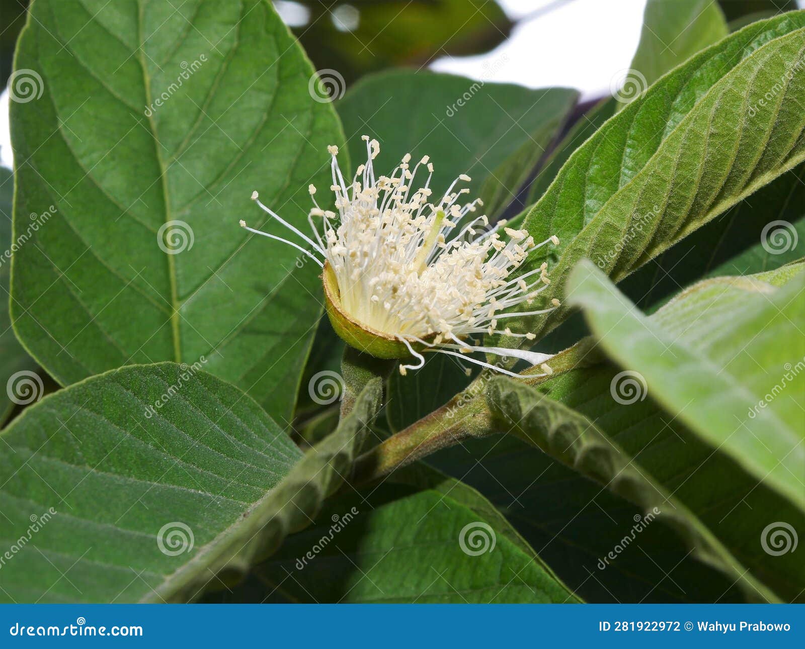 The Sparkling White Flower of Jambu Biji (Psidium Guajava) Stock Photo ...