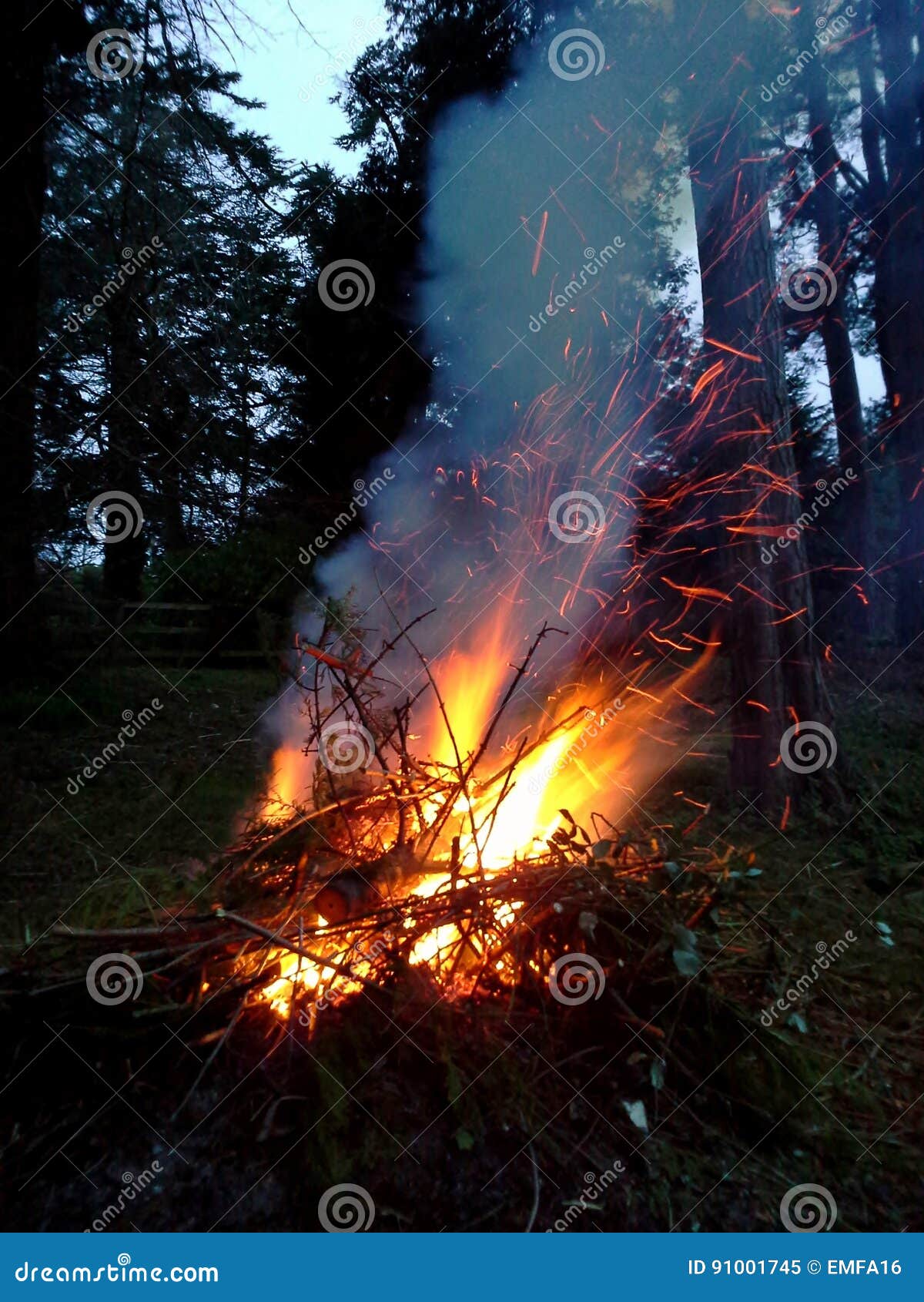 Sparky Bonfire in the Woods Stock Image - Image of tree, flame: 91001745