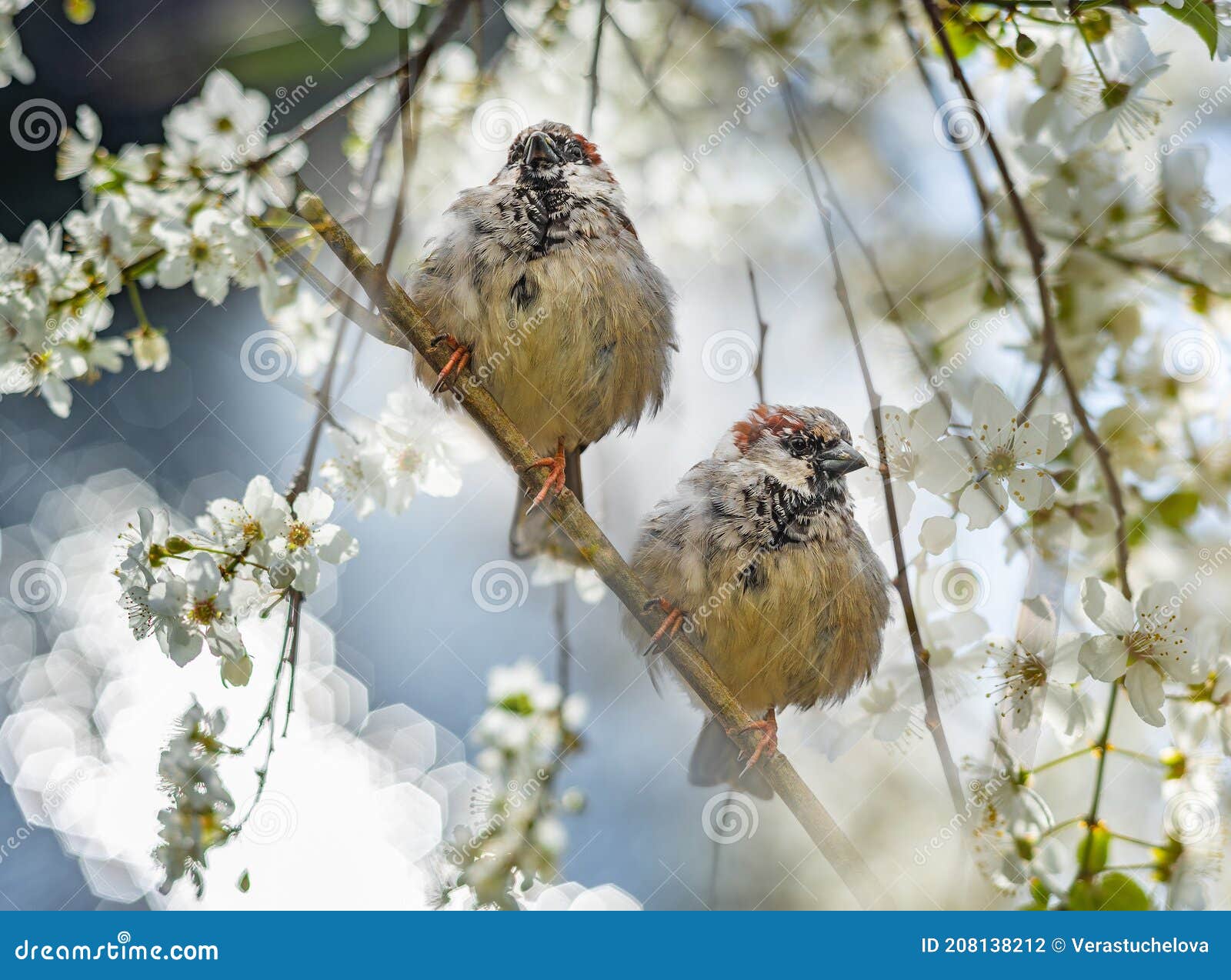Sparows on a spring branch stock photo. Image of closeup - 208138212
