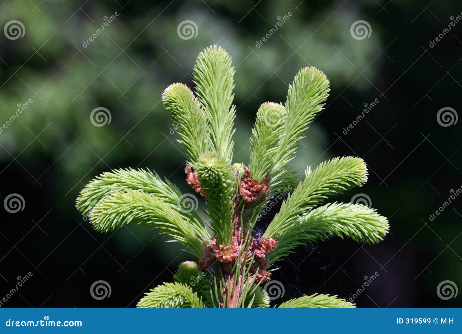 Sparren stock afbeelding. Image of nave, macro, nieuw, boom - 319599