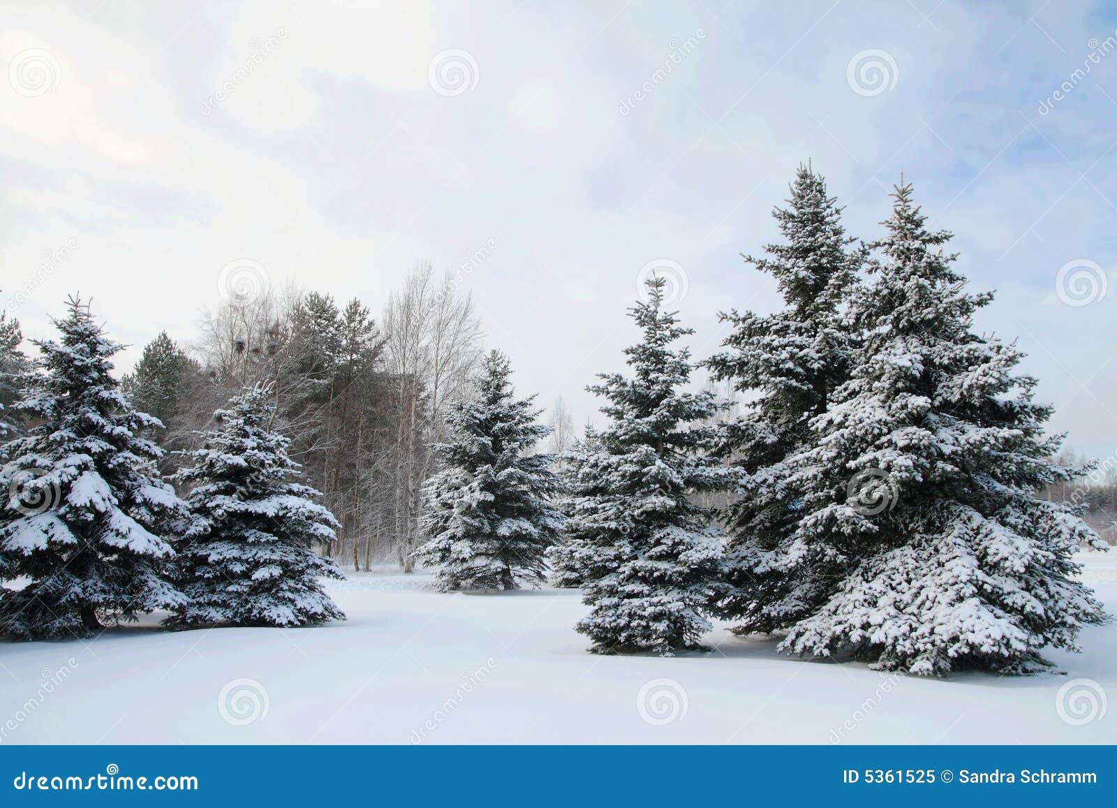 Sparren stock afbeelding. Image of bomen, sneeuw, naald - 5361525