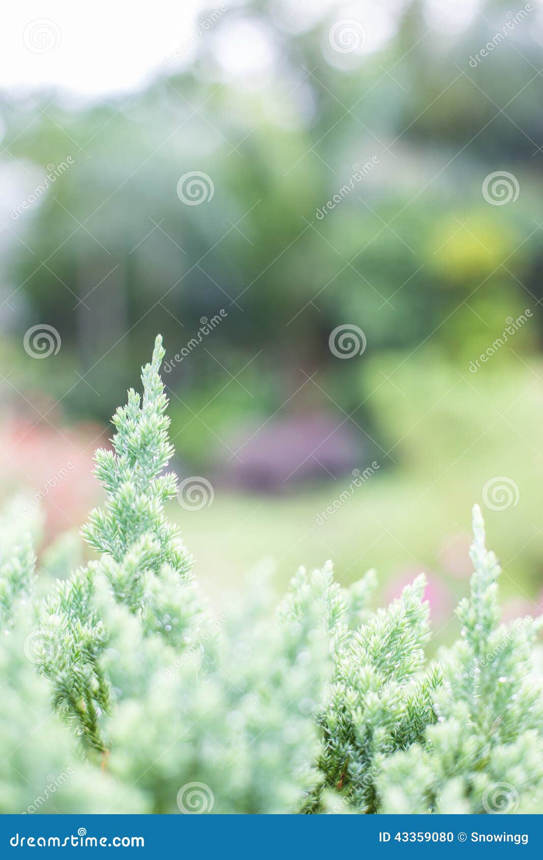 Sparren Naaldboom Altijdgroene Boom Stock Foto - Image of decoratief ...