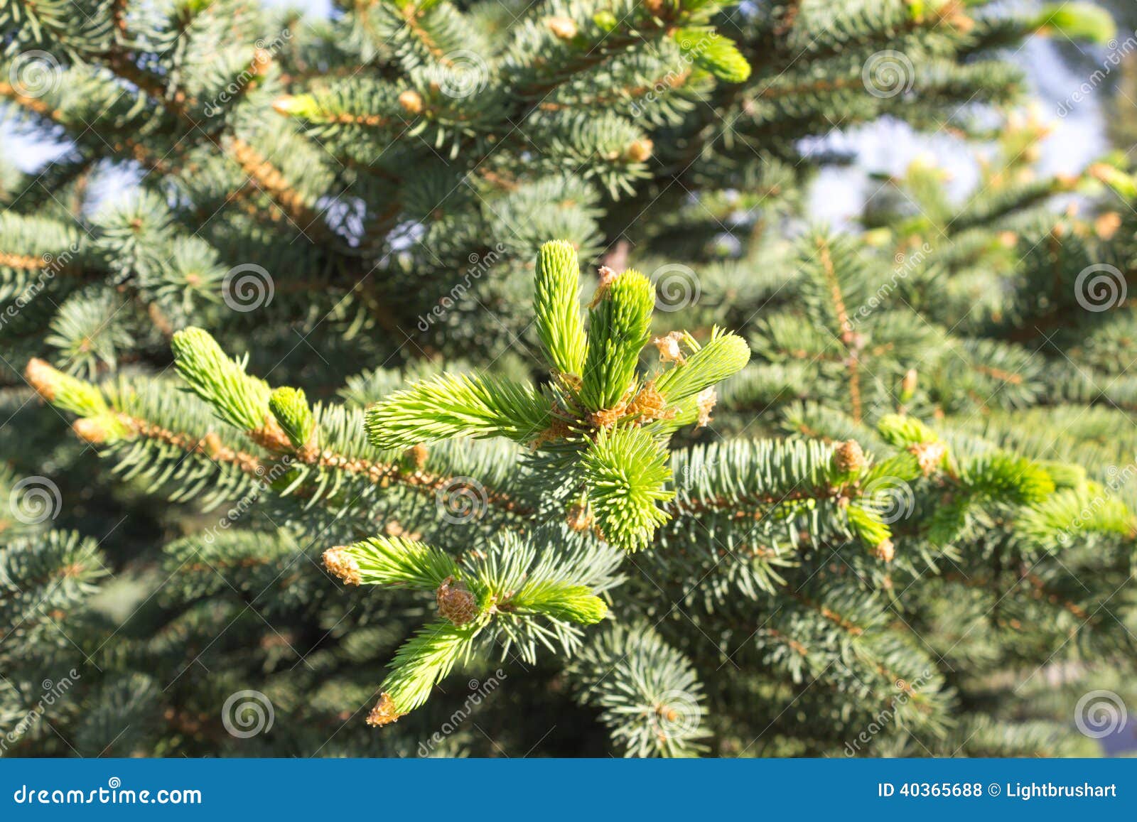 Sparren Nieuwe Groene Naalden Stock Foto - Image of naaldboom, nieuw ...