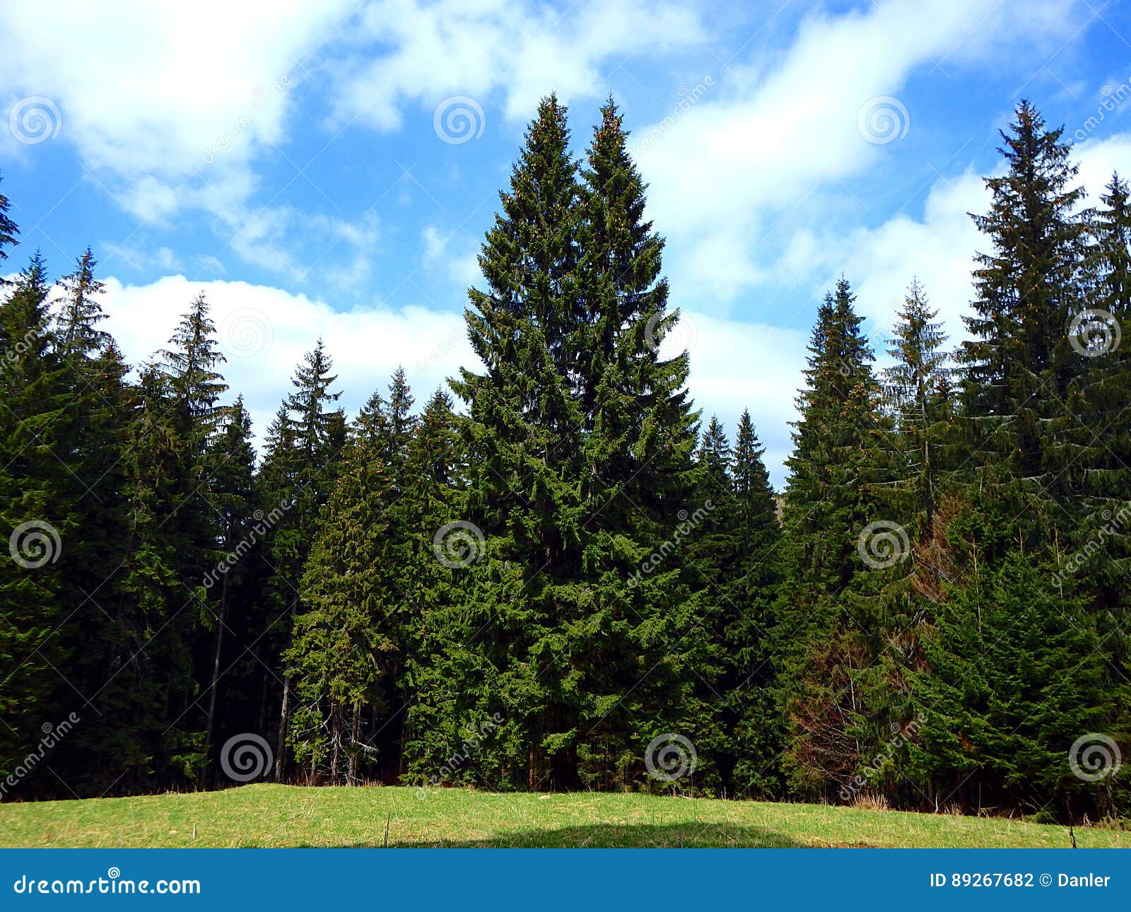 Sparren op open plek stock foto. Image of mooi, installatie - 89267682