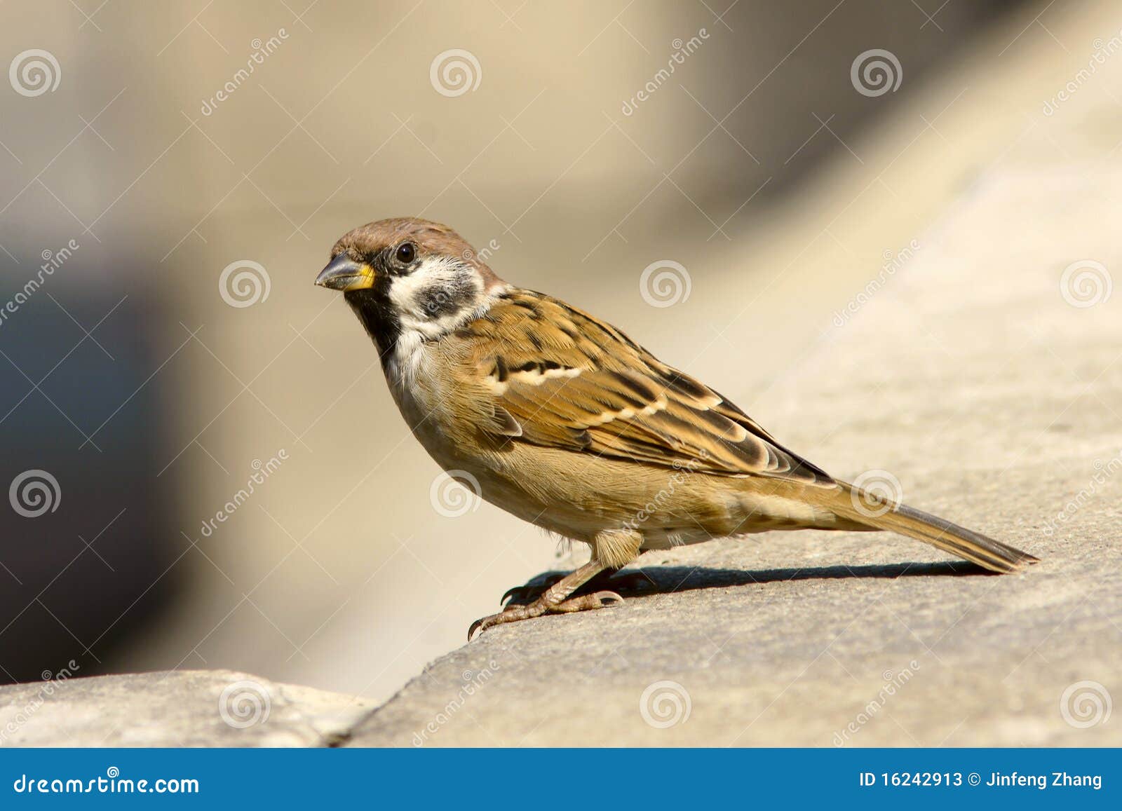 Sparrow stock image. Image of birds, animal, sparrow - 16242913
