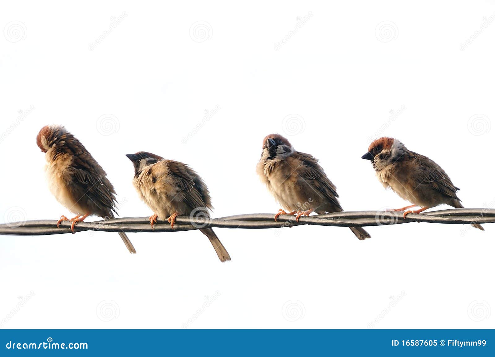 Sparrow stock image. Image of bird, nature, small, animal - 16587605