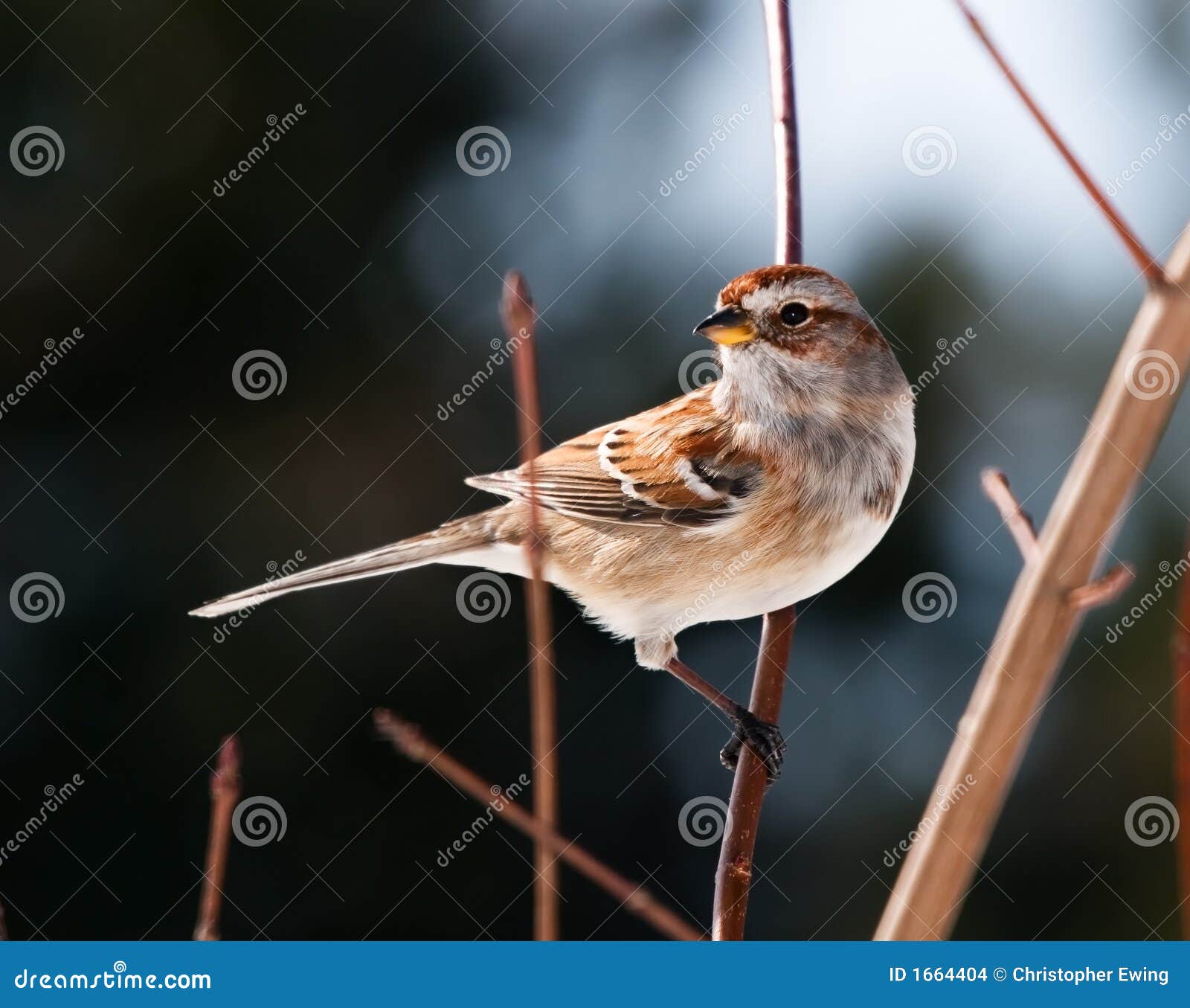 Sparrow stock photo. Image of perching, feather, perched - 1664404