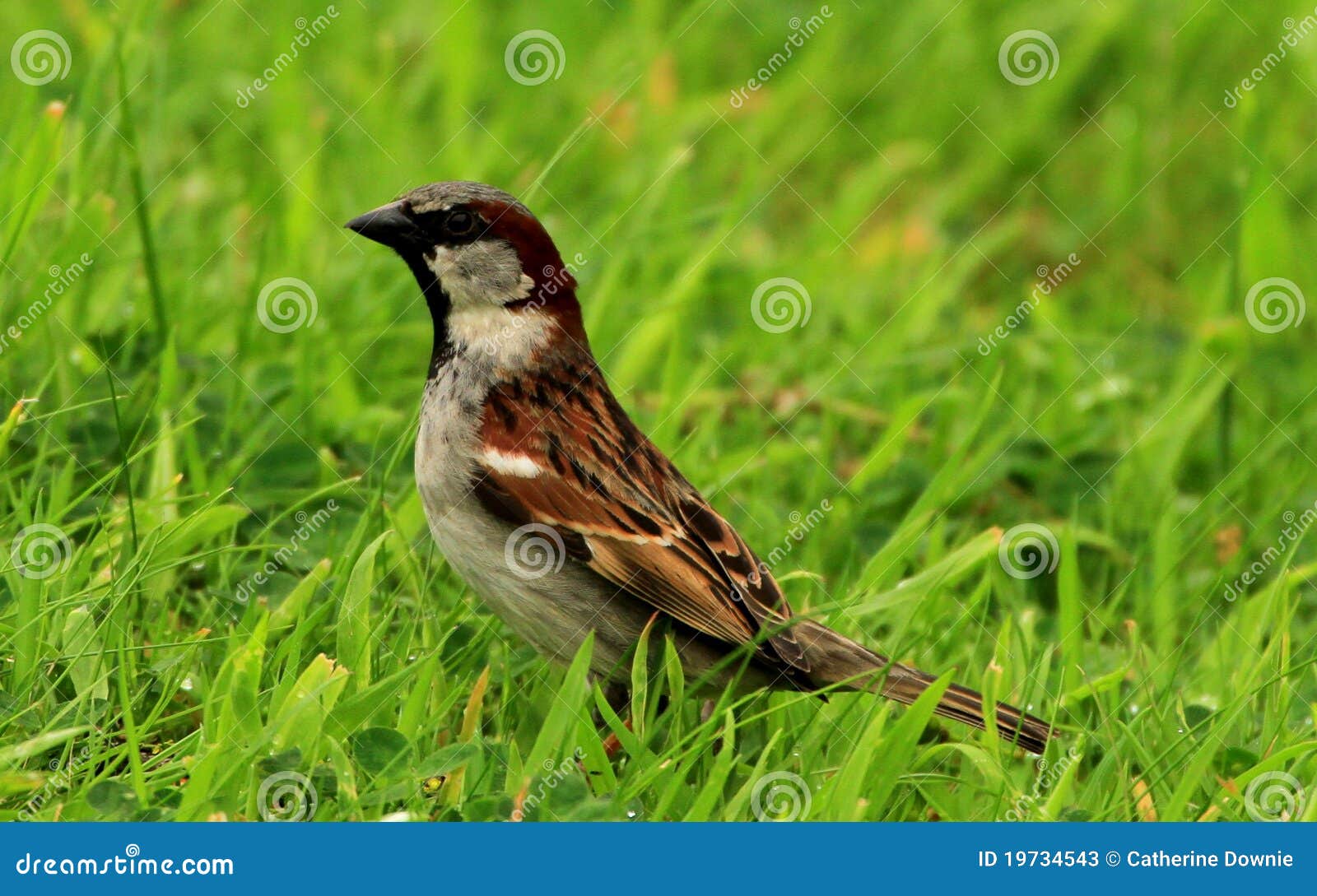 A Sparrow stock image. Image of passerine, passer, house - 19734543
