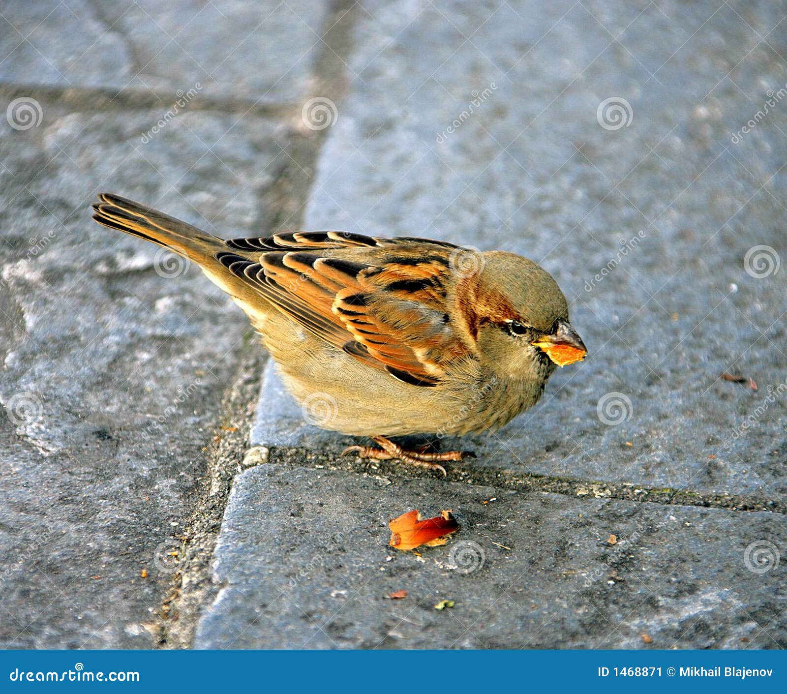 Sparrow 2 stock image. Image of jump, nice, portrait, bustling - 1468871
