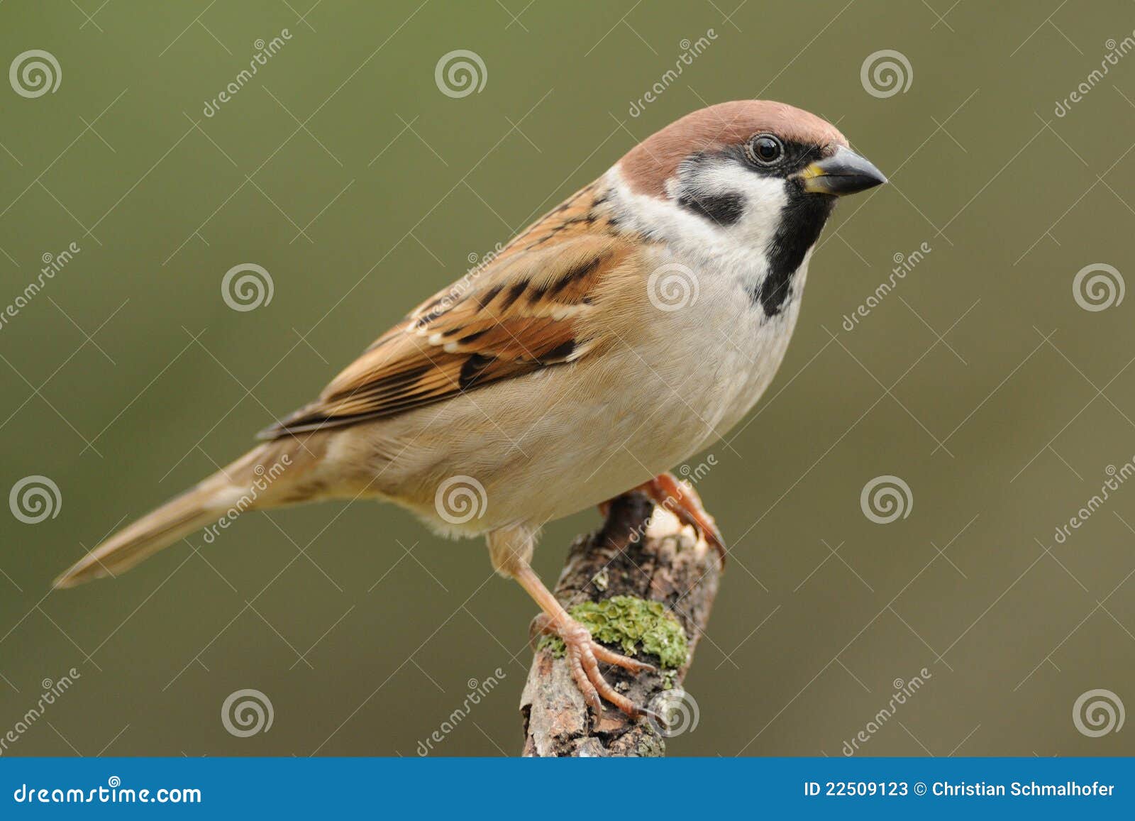 Sparrow stock image. Image of germany, bird, tree, sparrow - 22509123