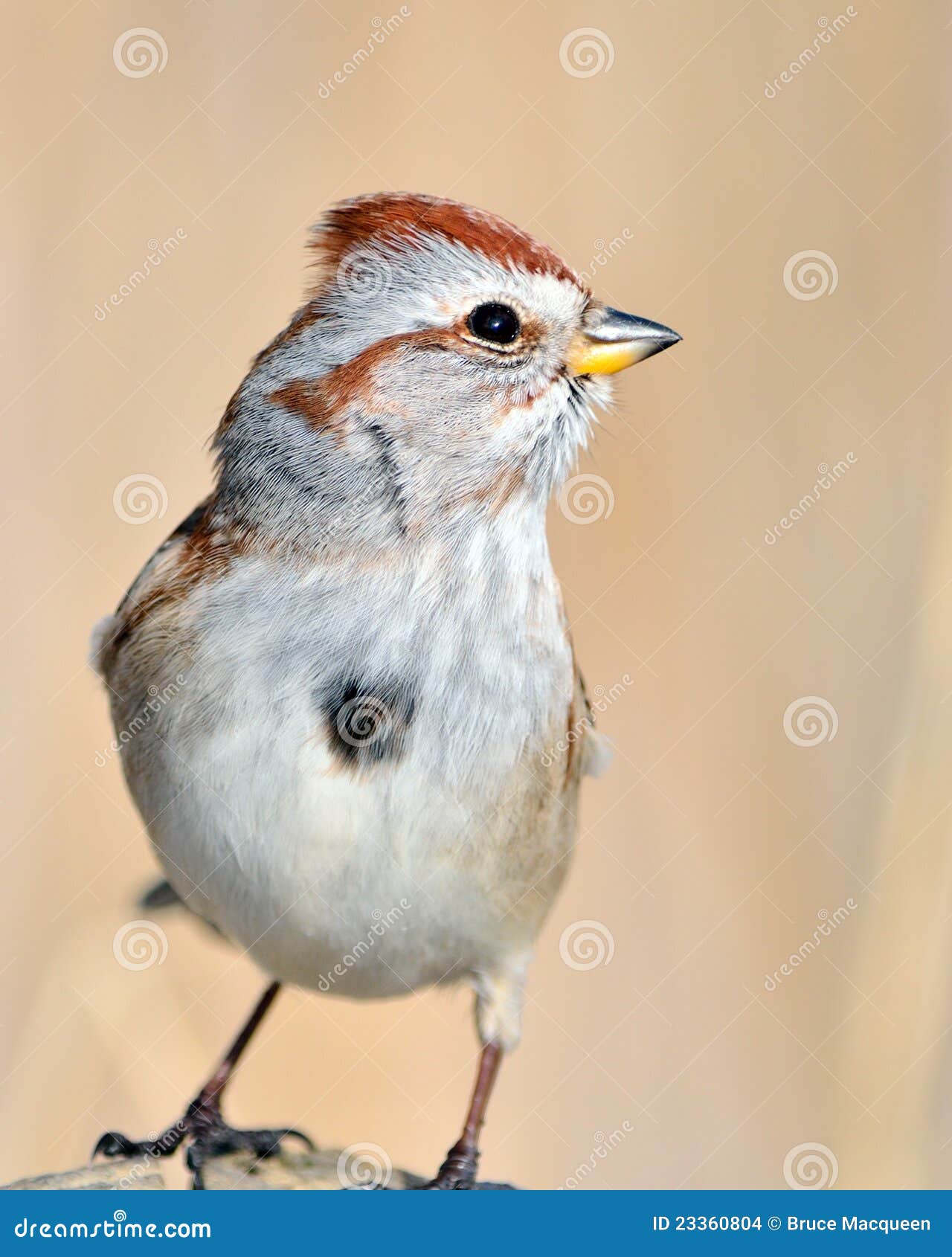 Sparrow stock photo. Image of woods, outdoors, perched - 23360804
