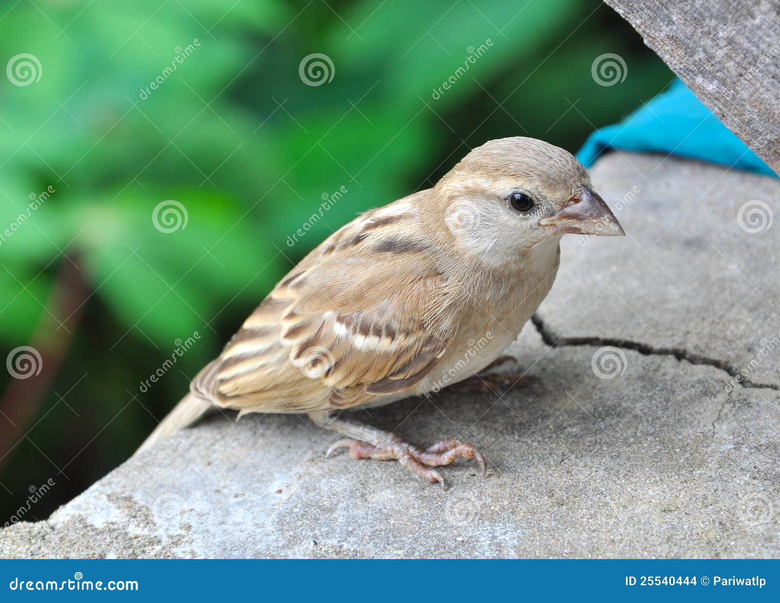 Sparrow stock photo. Image of single, alone, green, habitat - 25540444