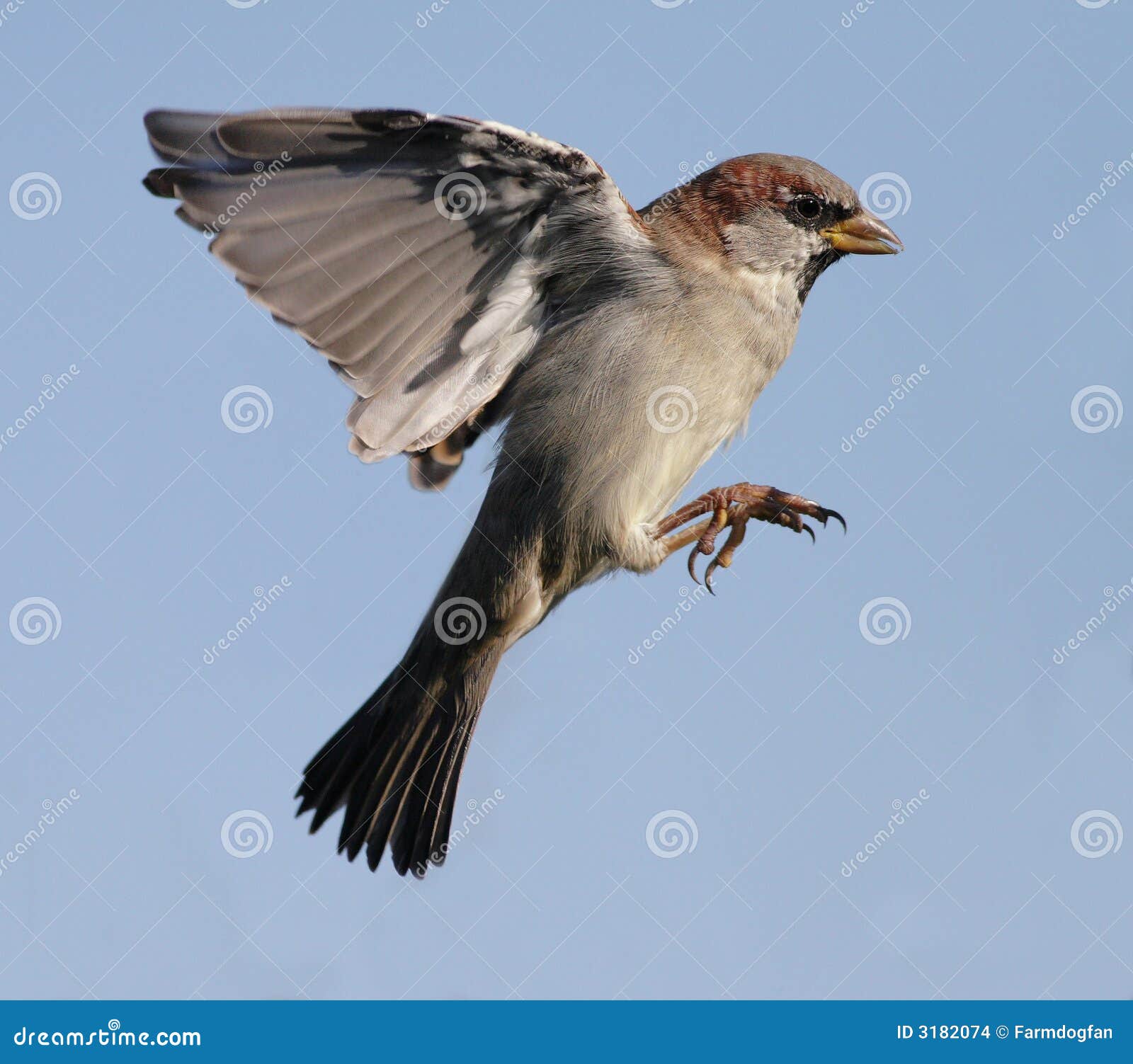 Sparrow stock photo. Image of birds, bird, feathery, wings - 3182074