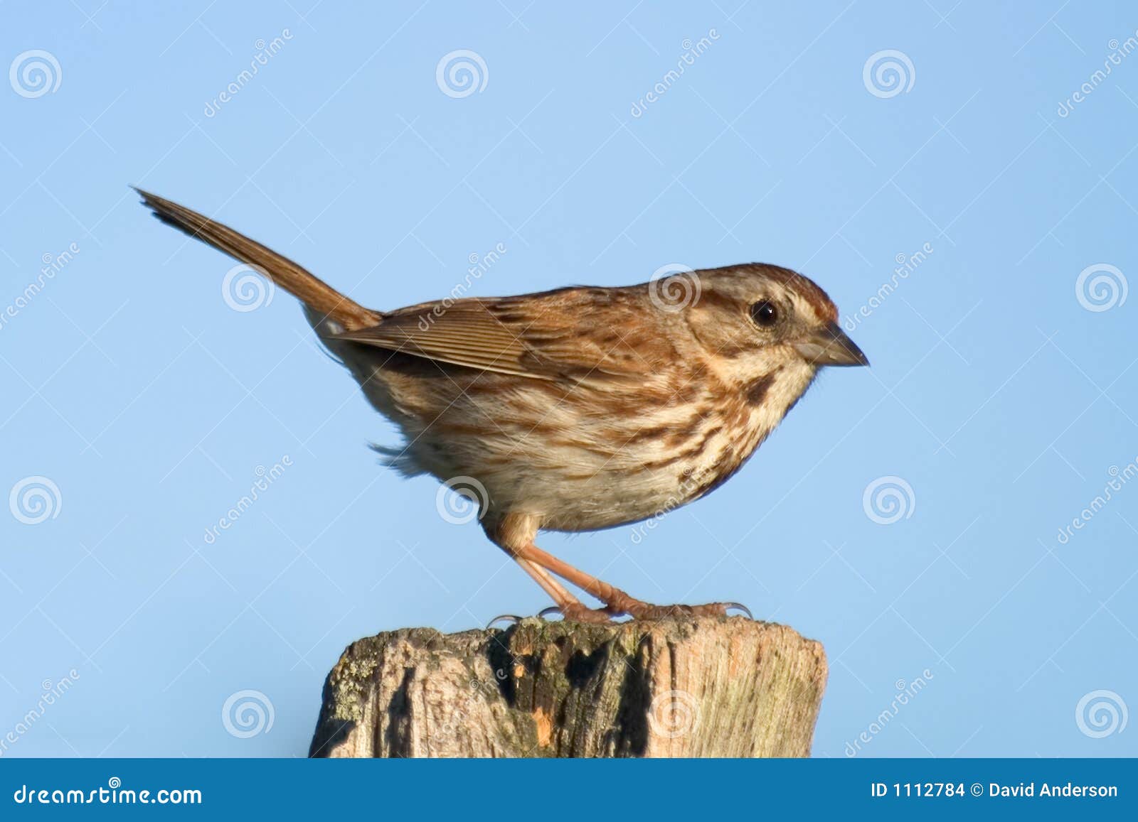 Sparrow 4 stock photo. Image of flies, life, wings, feathers - 1112784