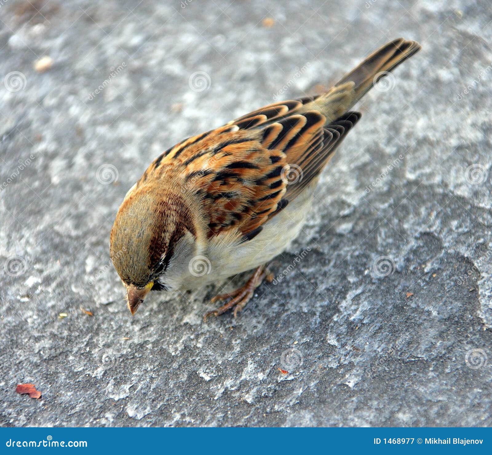 Sparrow 5 stock image. Image of pick, peck, feather, nice - 1468977