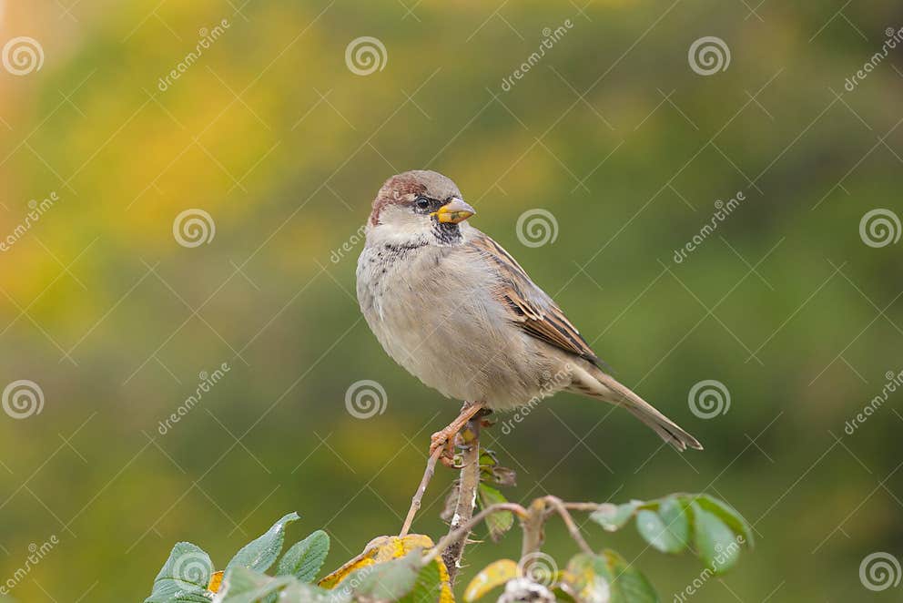 Sparrow against foliage stock image. Image of view, yellow - 23288365