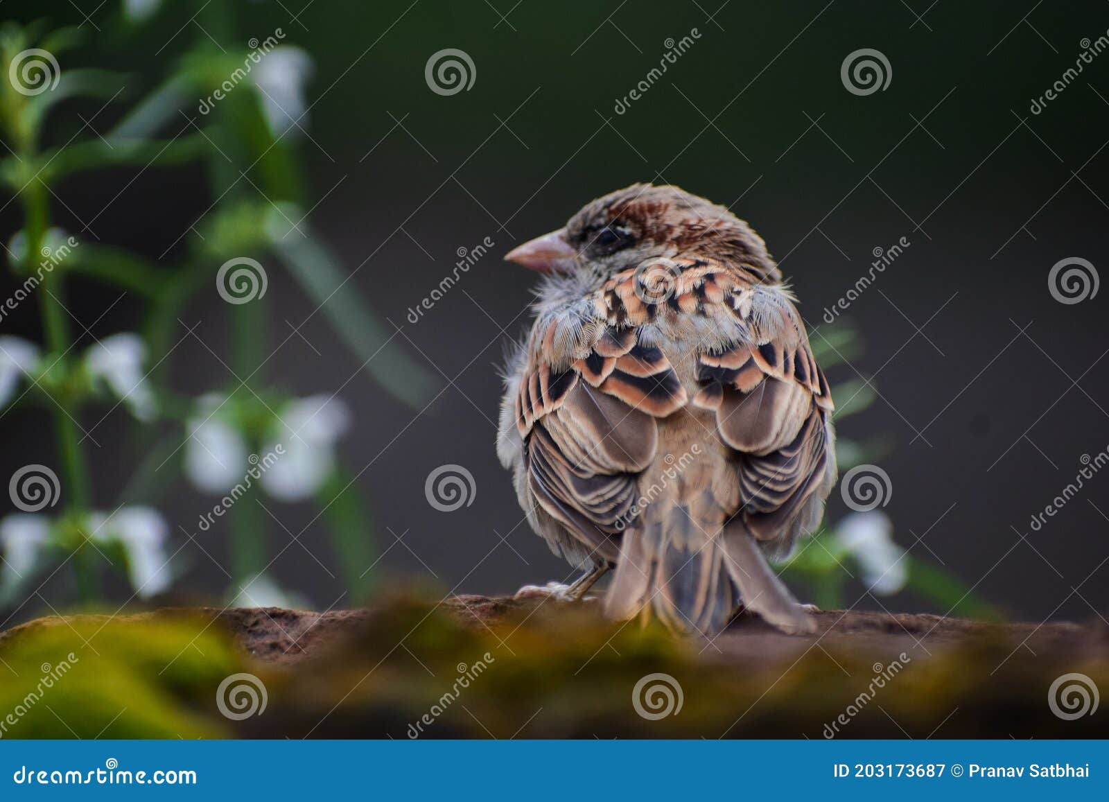 Sparrow stock image. Image of bird, sparrow, angry, nikon - 203173687