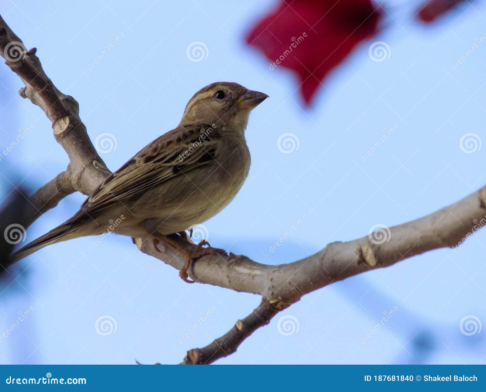 Sparrow Asian Bird On Fruit Tree Outdoors Blue Sky Background Wallpaper ...