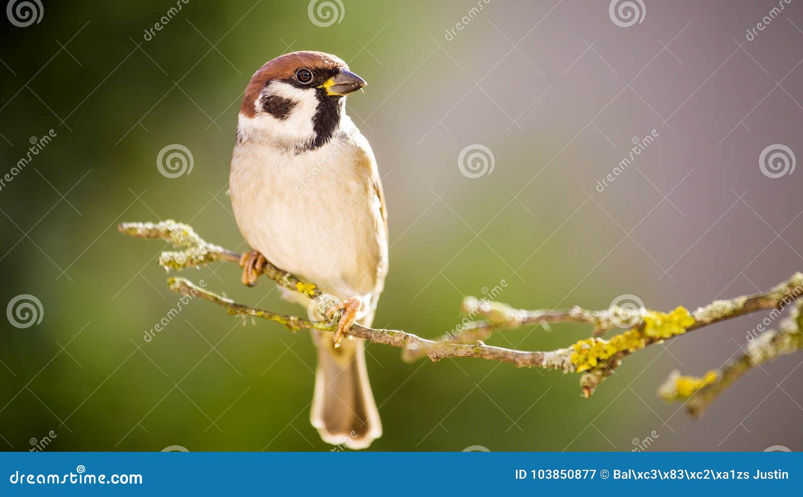 Sparrow in the Autumn Forest. Stock Image - Image of color, perched ...