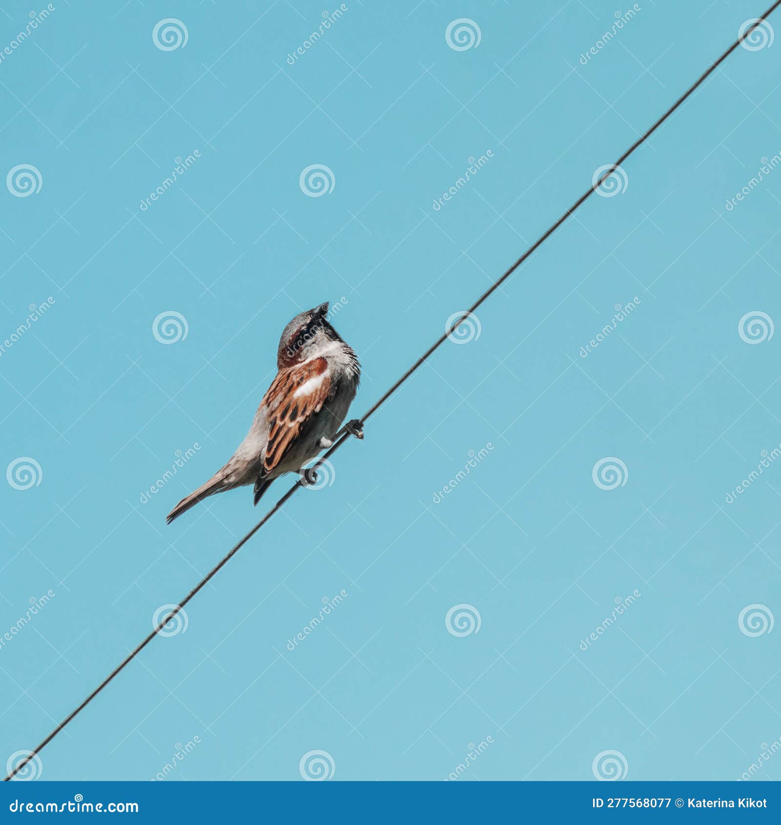Sparrow on the Background of the Blue Sky Stock Image - Image of tree ...