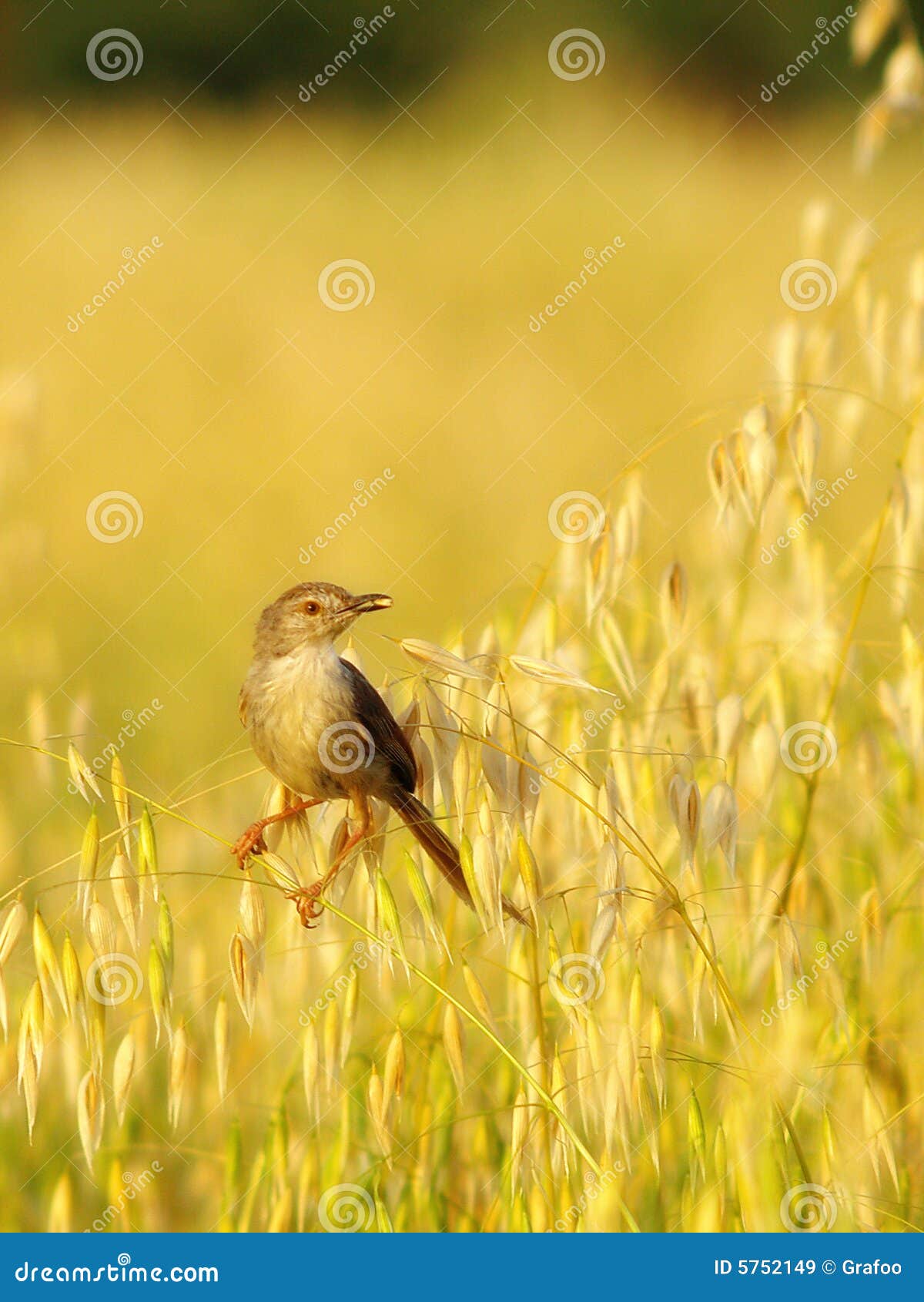 Sparrow in barley field stock image. Image of perched - 5752149