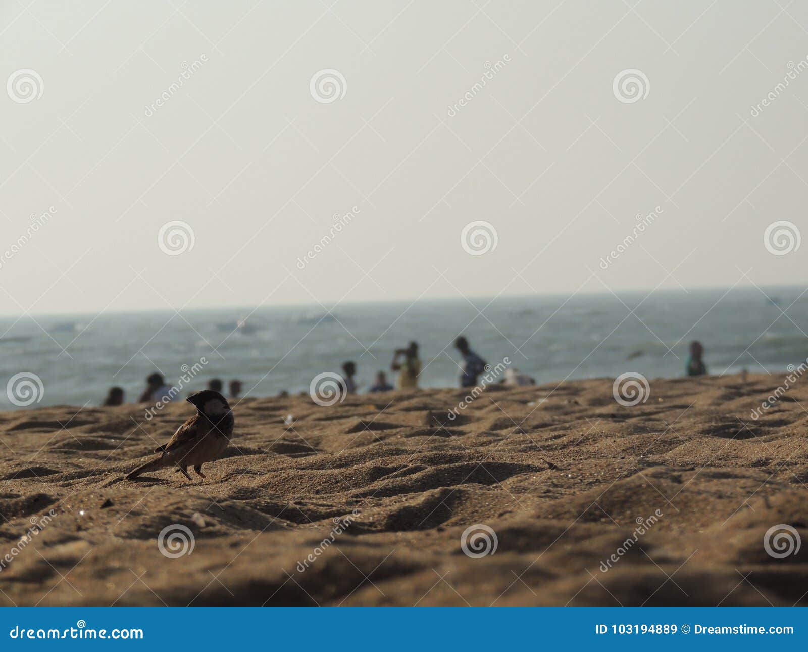 Sparrow On A Beach Stock Image Image Of Chilling Beach 103194889