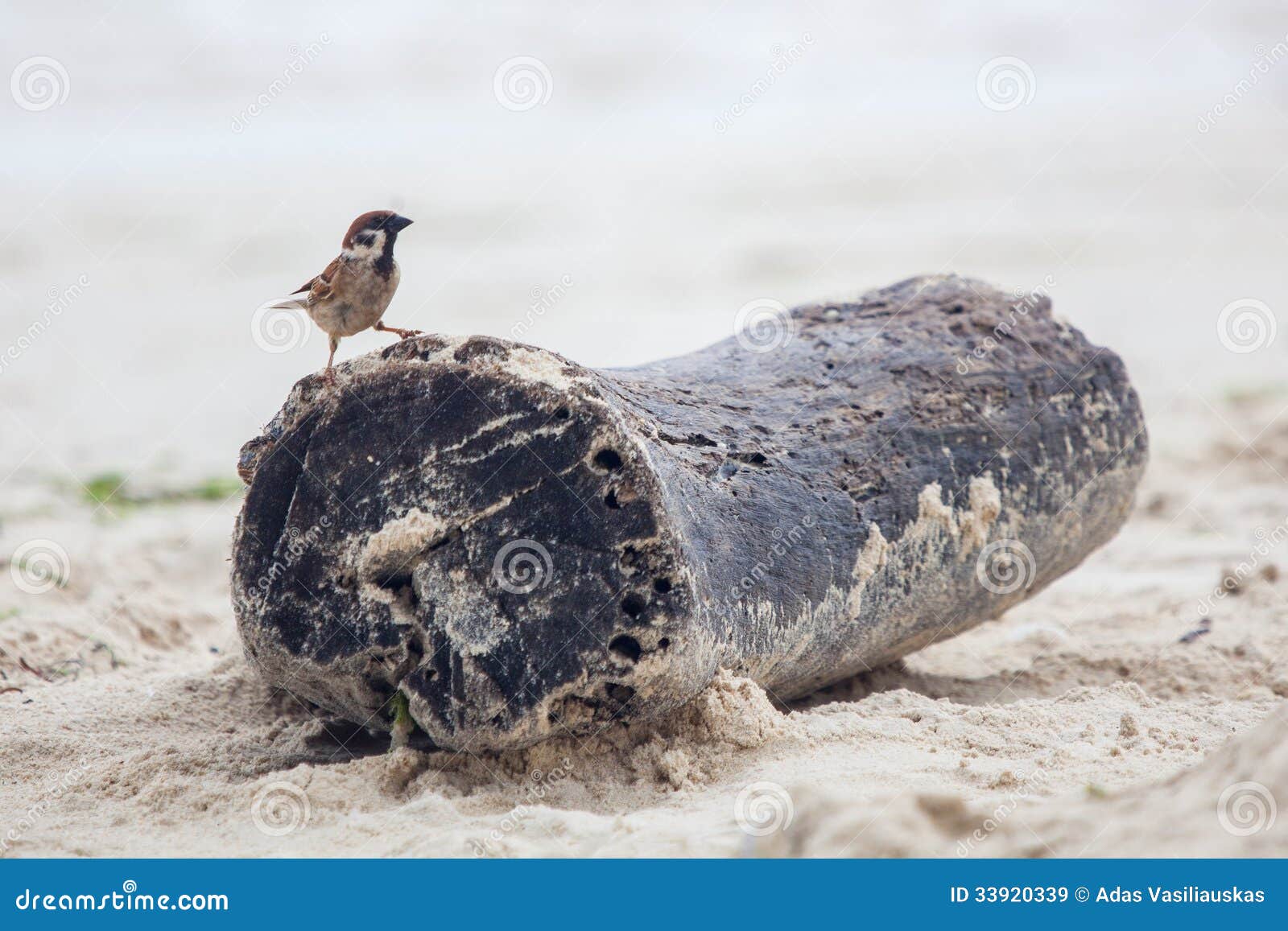 Sparrow in the beach stock image. Image of sandy, sitting - 33920339