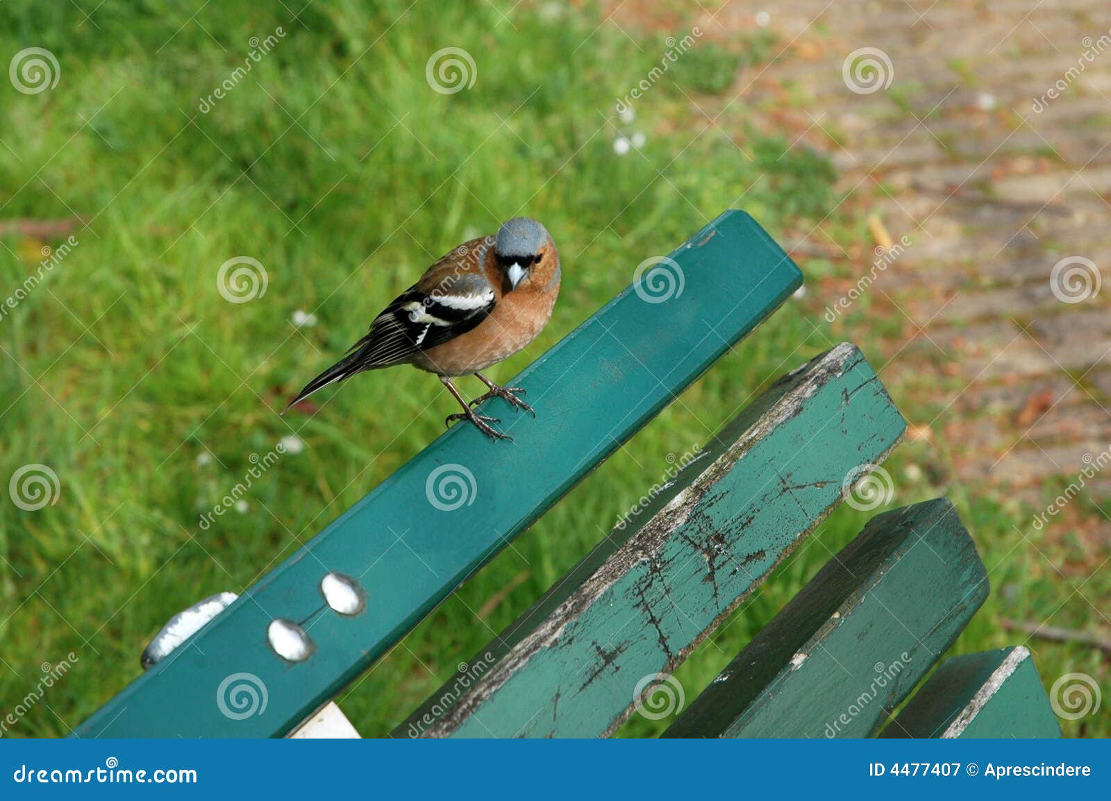 Sparrow On A Bench Picture. Image: 4477407