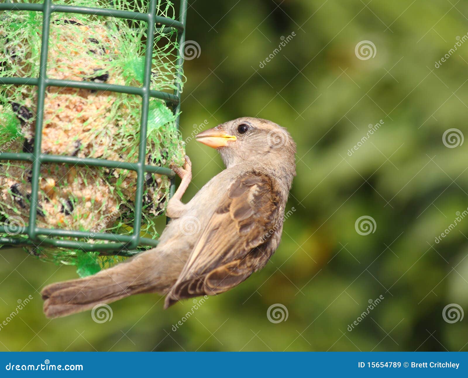 Sparrow bird stock image. Image of green, garden, feeding - 15654789
