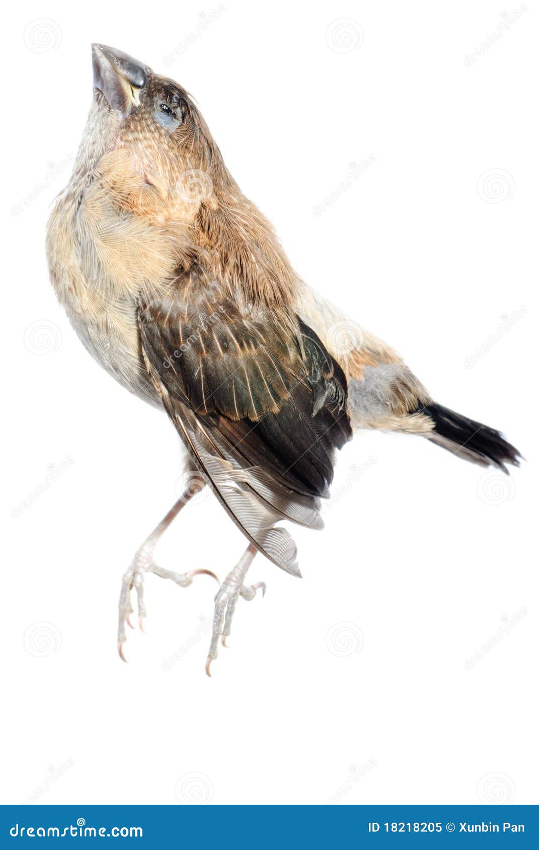 Sparrow bird stock image. Image of tail, closeup, shadow - 18218205