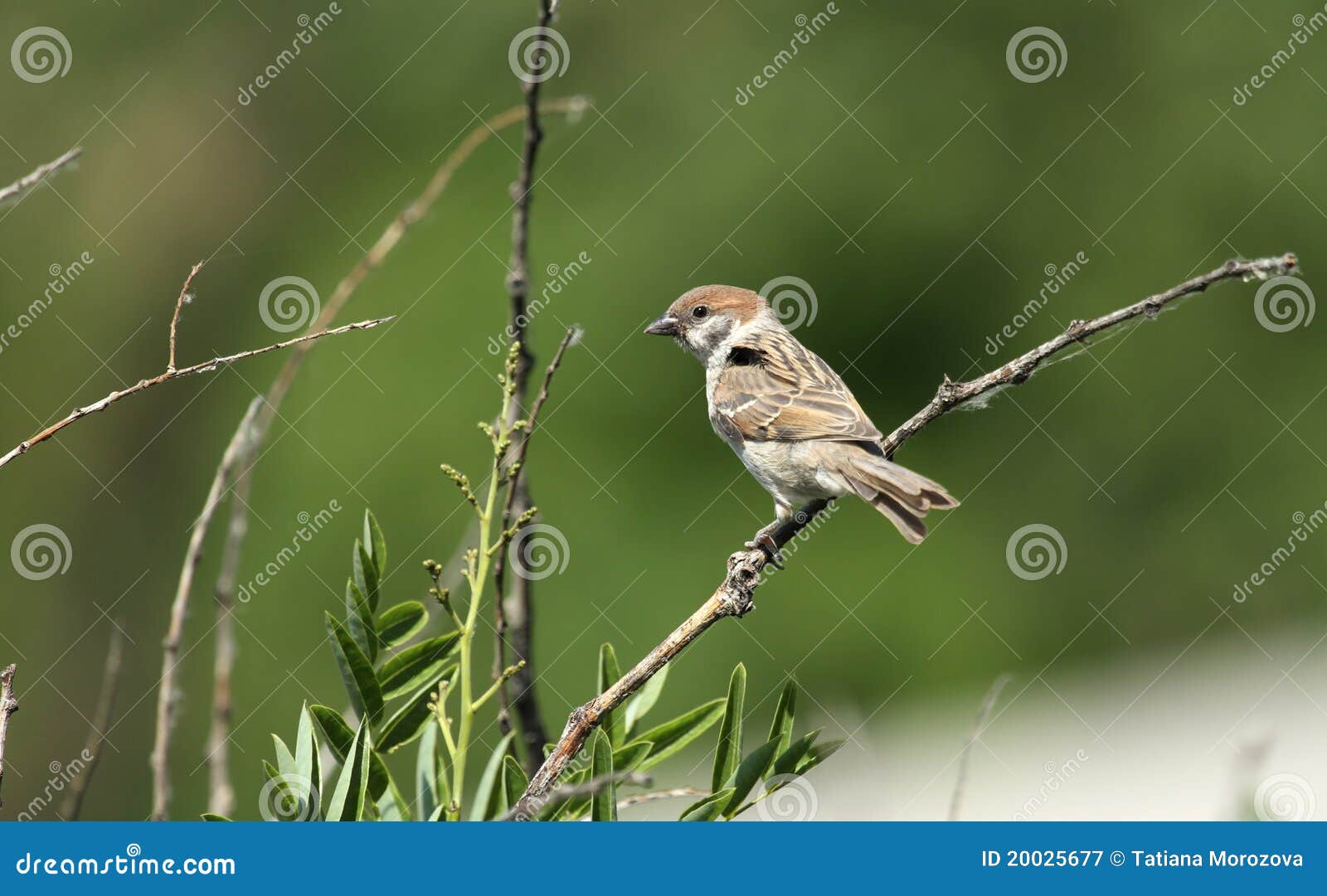 The sparrow bird stock image. Image of little, beak, insect - 20025677