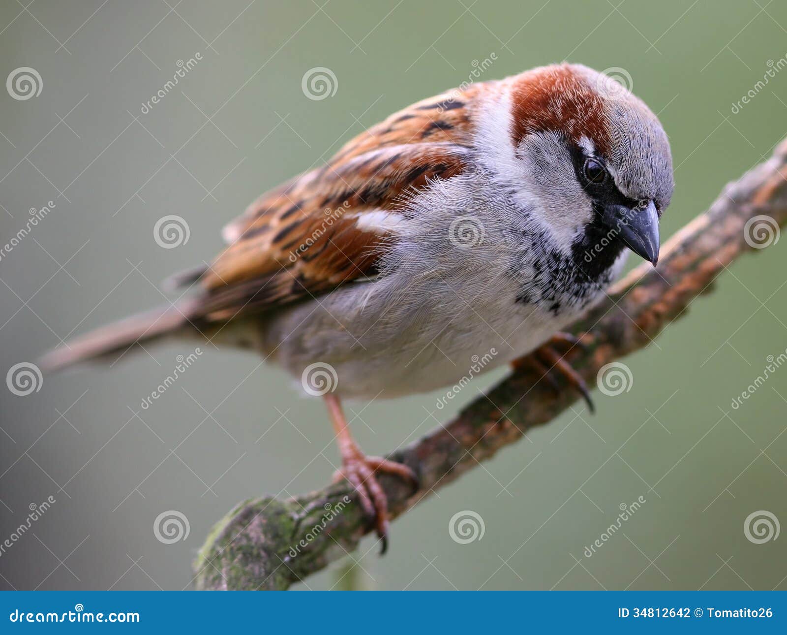 Sparrow Bird Sitting On Tree Branch. Sparrow Songbird Family Passeridae ...