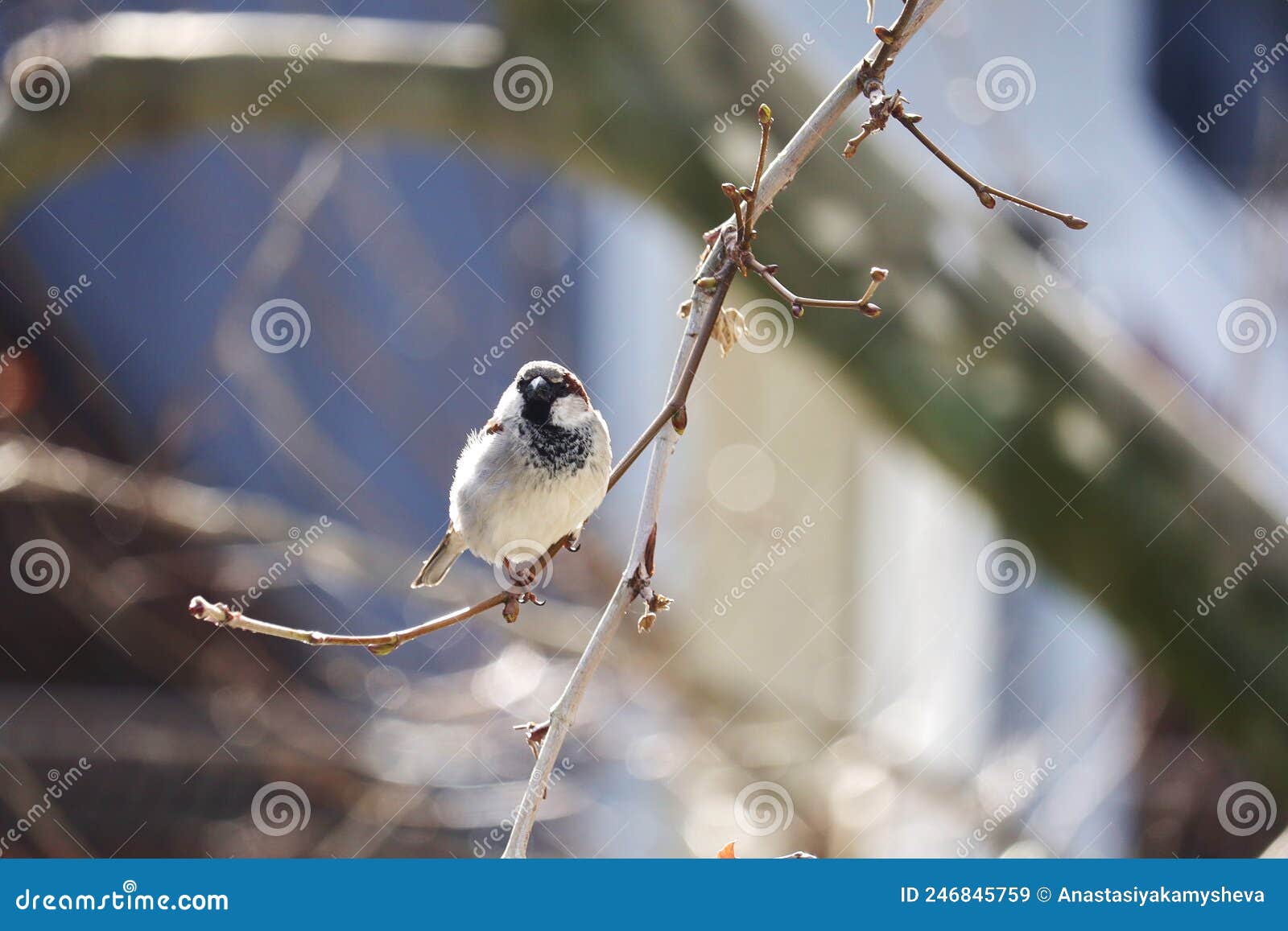 A Sparrow on a Branch in Spring Season Stock Image - Image of fauna ...