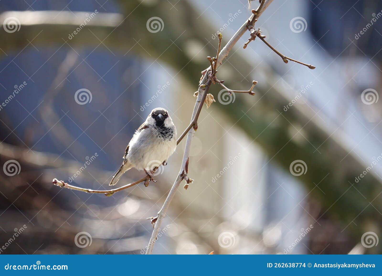 A Sparrow on a Branch in Spring Season Stock Photo - Image of nature ...