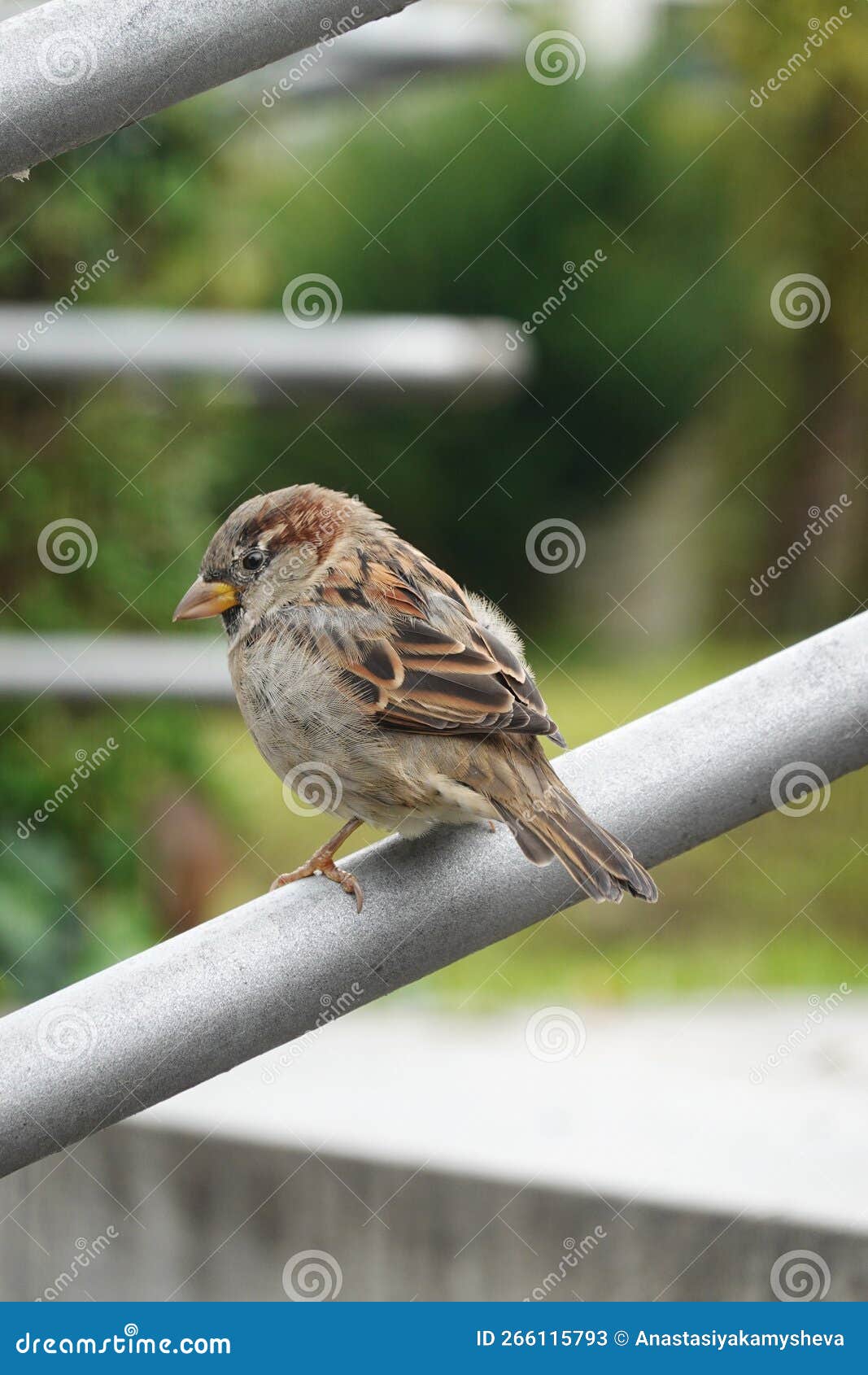 A Sparrow on a Branch in Spring Season Stock Image - Image of ...