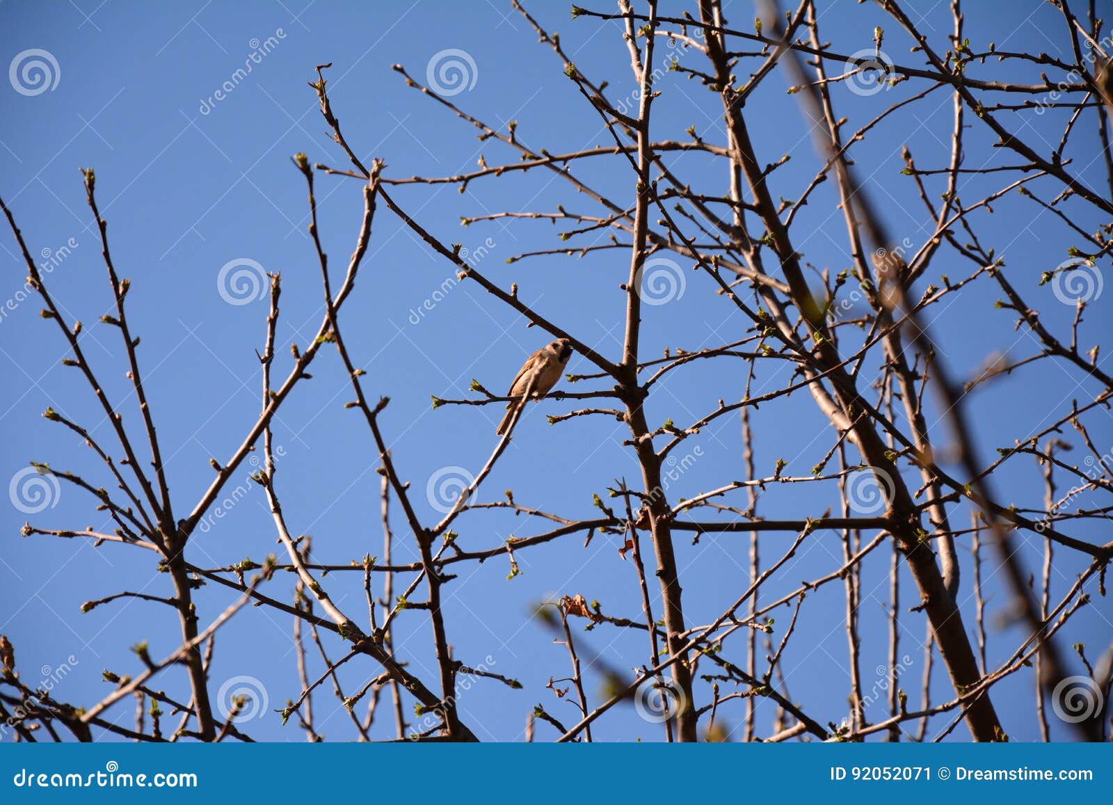 Sparrow stock image. Image of flora, branch, bird, spring - 92052071