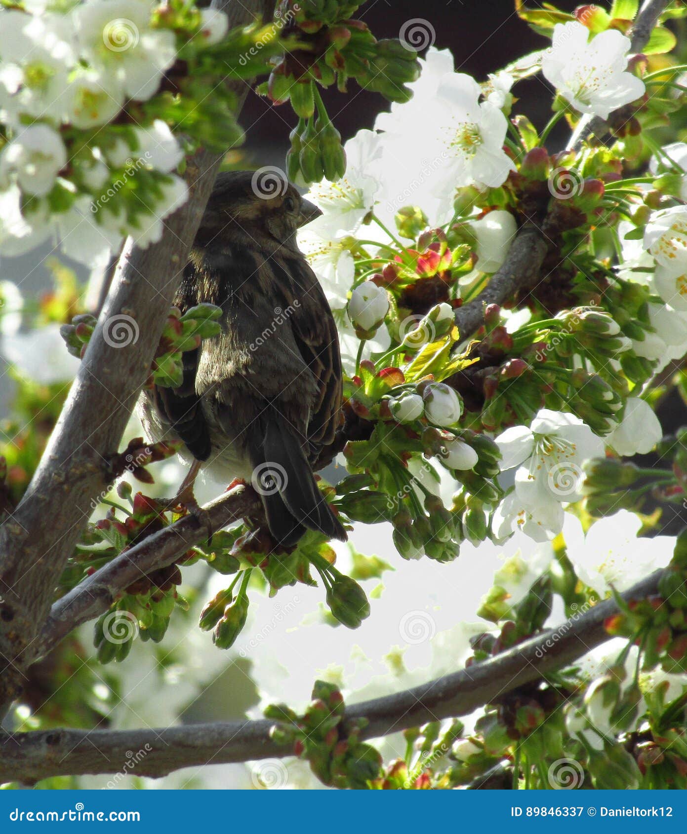 Sparrow Bird in a Cherry Tree Stock Image - Image of individual ...