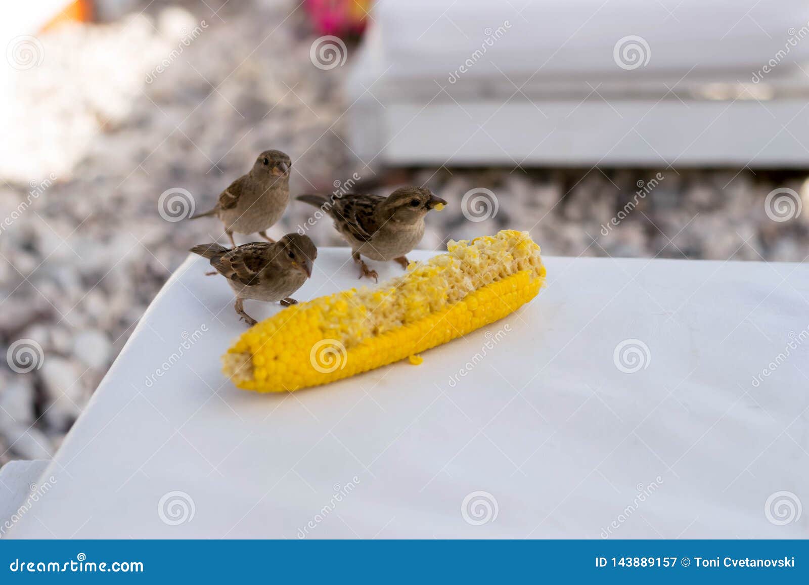 Sparrow bird and corn cob stock image. Image of pebble - 143889157