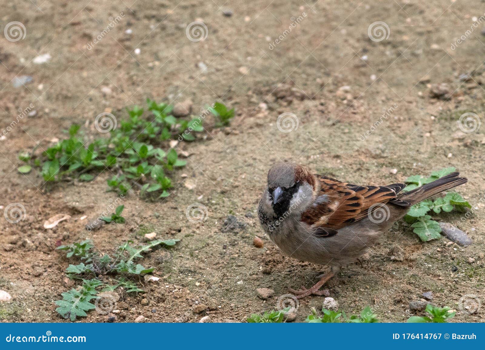 Sparrow bird on the ground stock image. Image of cute - 176414767
