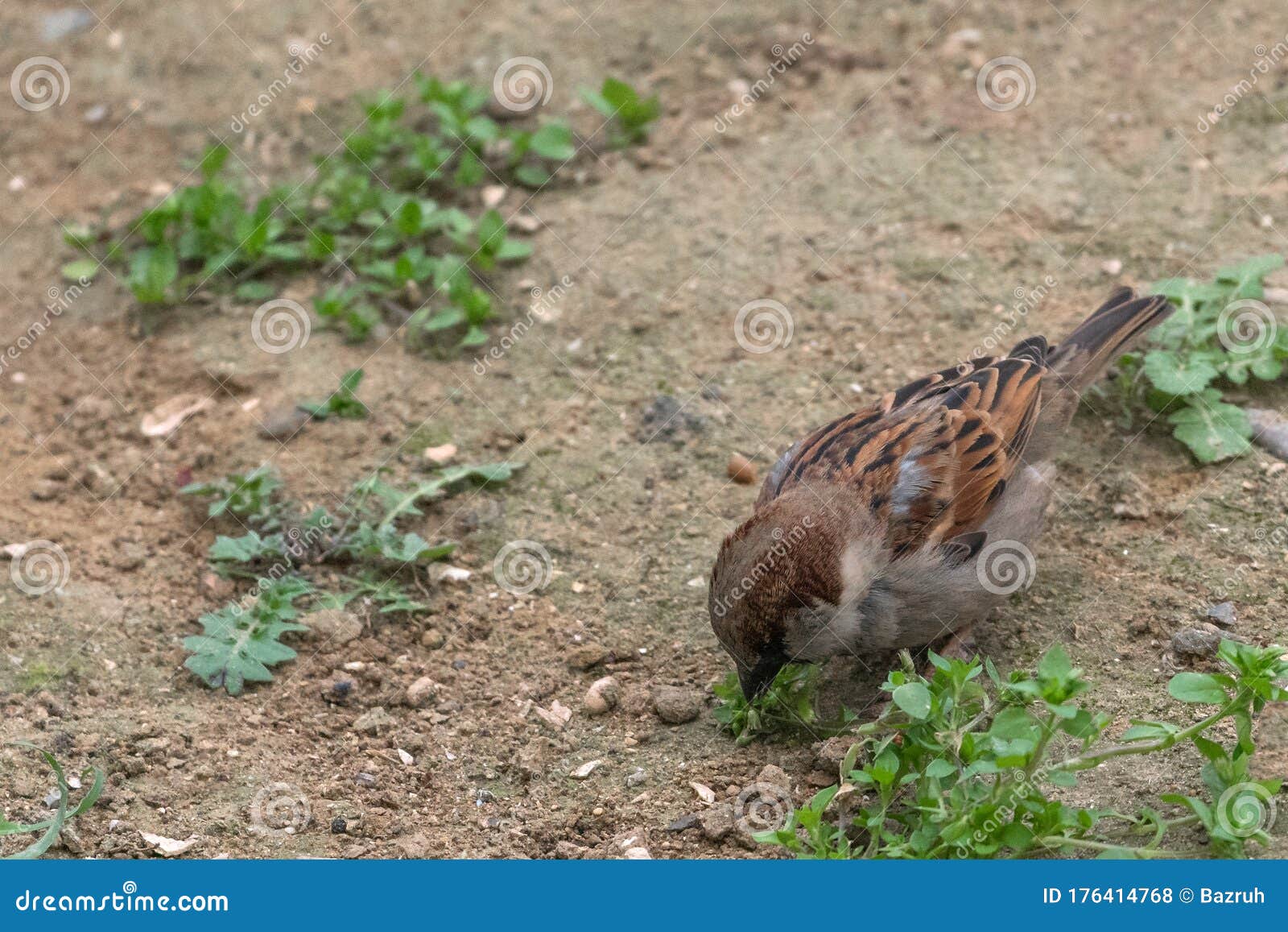 Sparrow bird on the ground stock photo. Image of green - 176414768