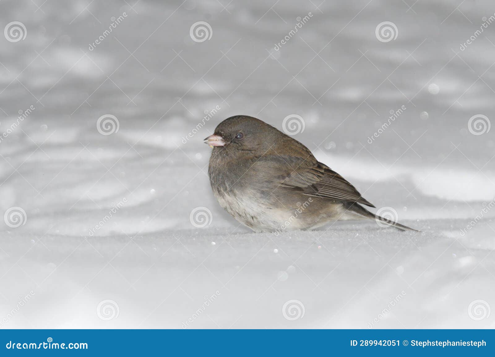 A Sparrow Bird on the Ground with Snow and a Winter Background Stock ...