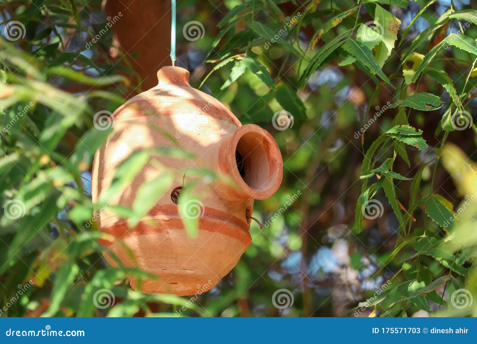Sparrow Bird Home,Bird Home Or House,Mud House On Tree,Mud House Of ...