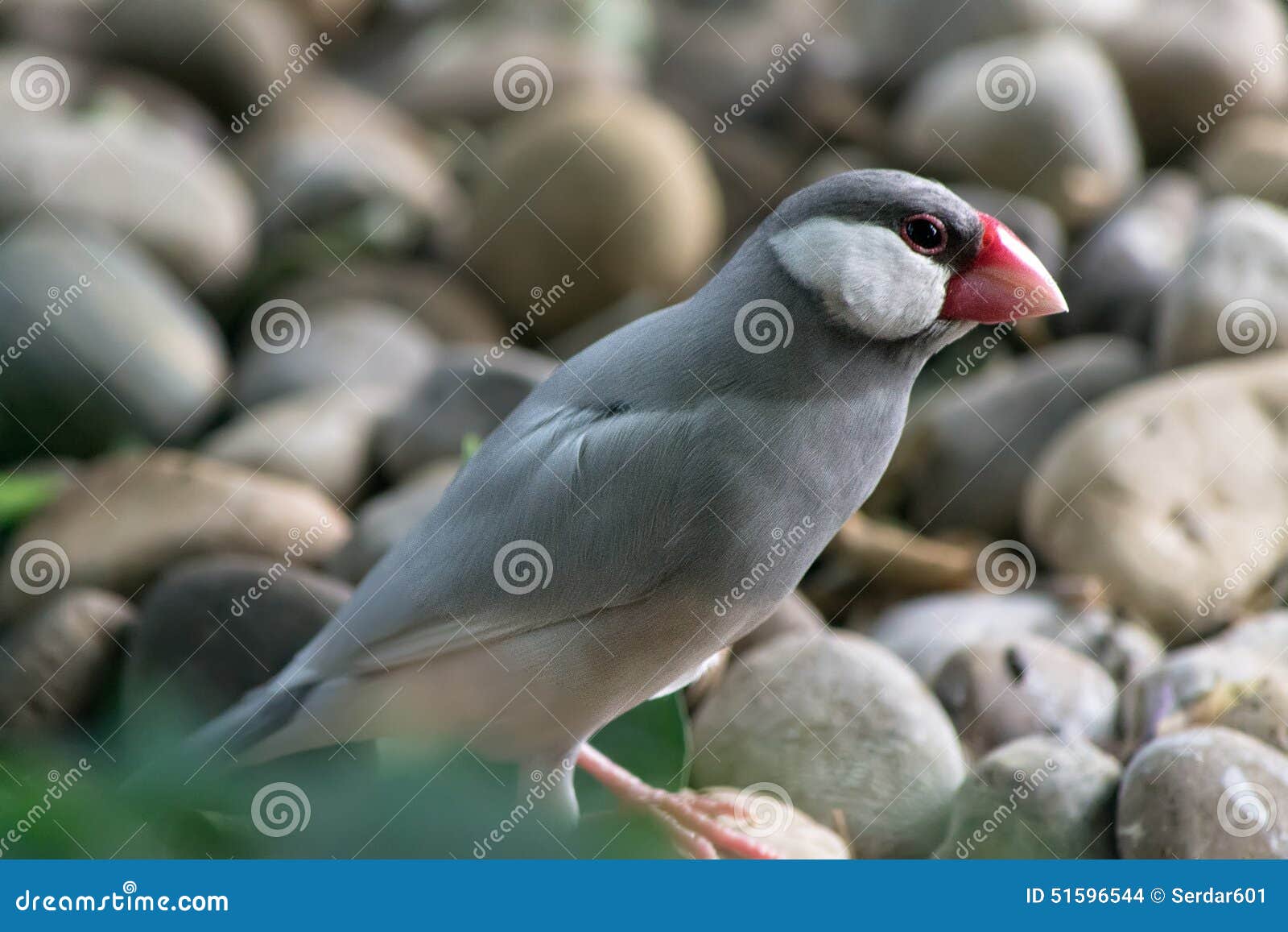 Sparrow stock photo. Image of fowl, flight, beak, quill - 51596544