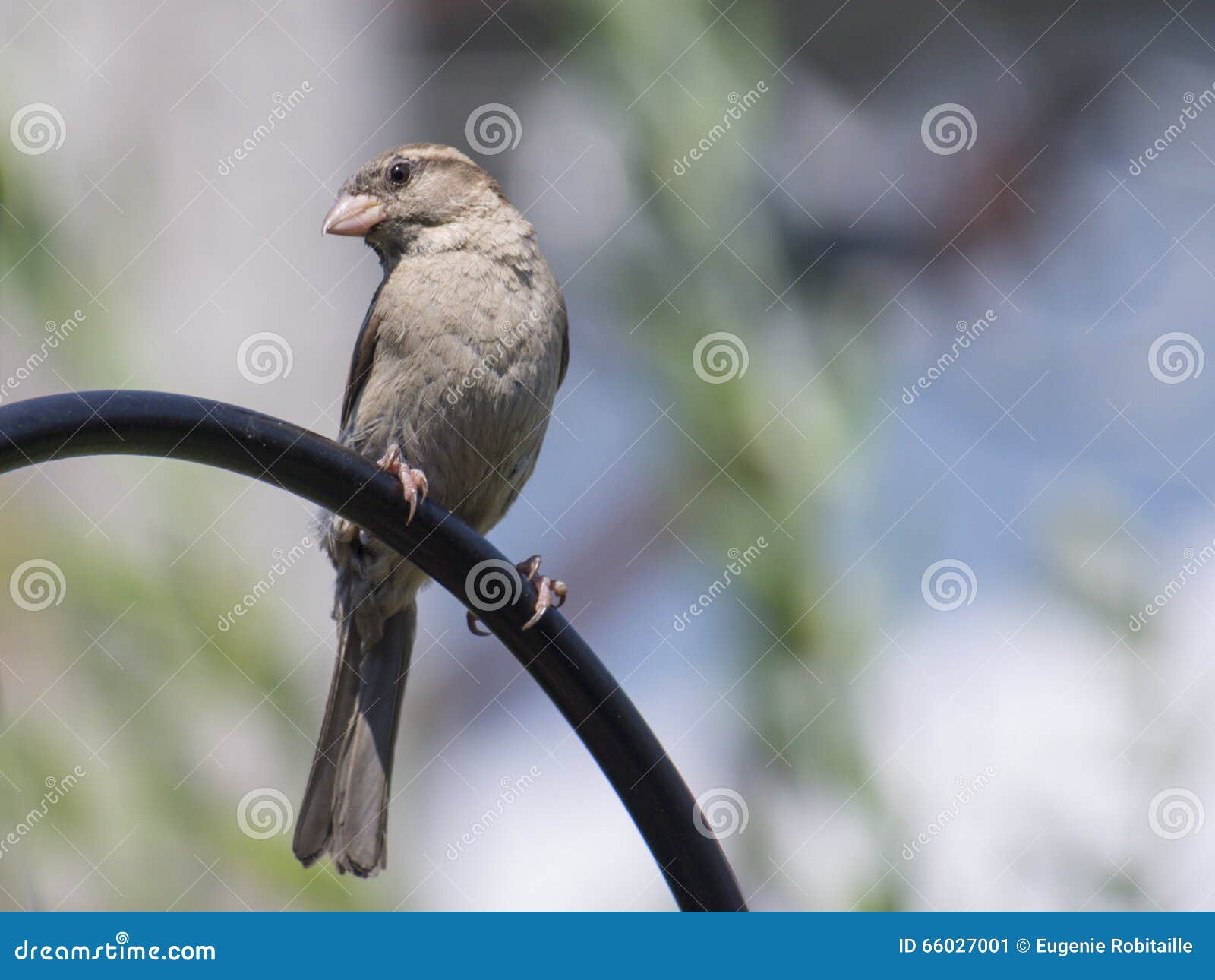 Sparrow bird stock image. Image of left, bird, sunny - 66027001