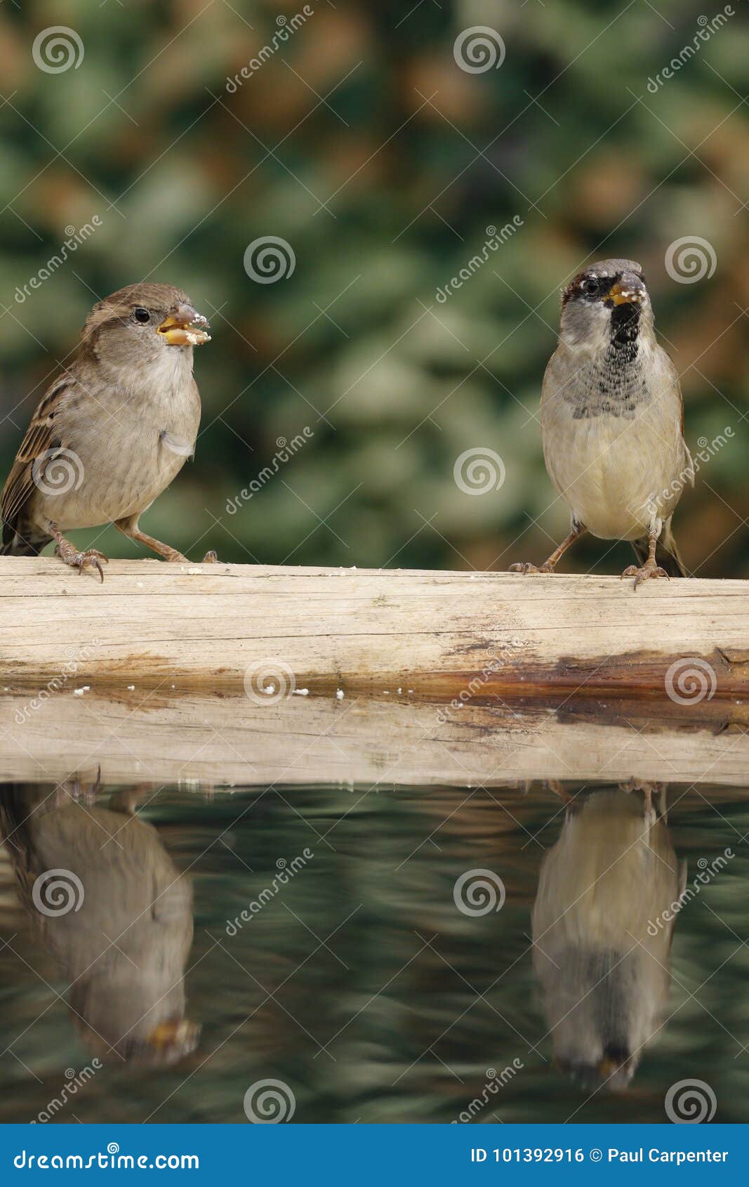Sparrow Reflection Drinking Portrait Stock Photo - Image of behaviour, closeup: 101392916